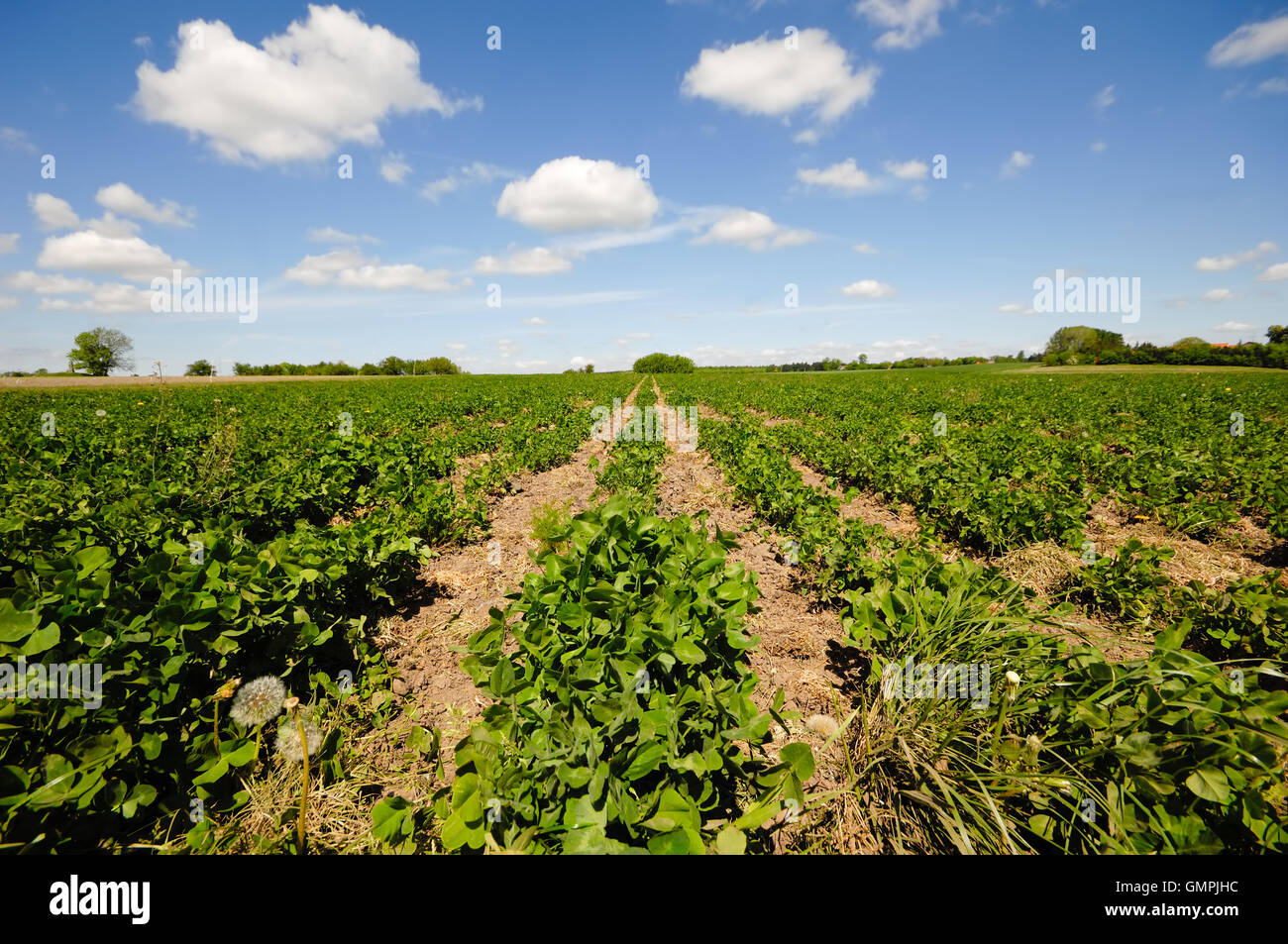 Rows of plants Stock Photo - Alamy