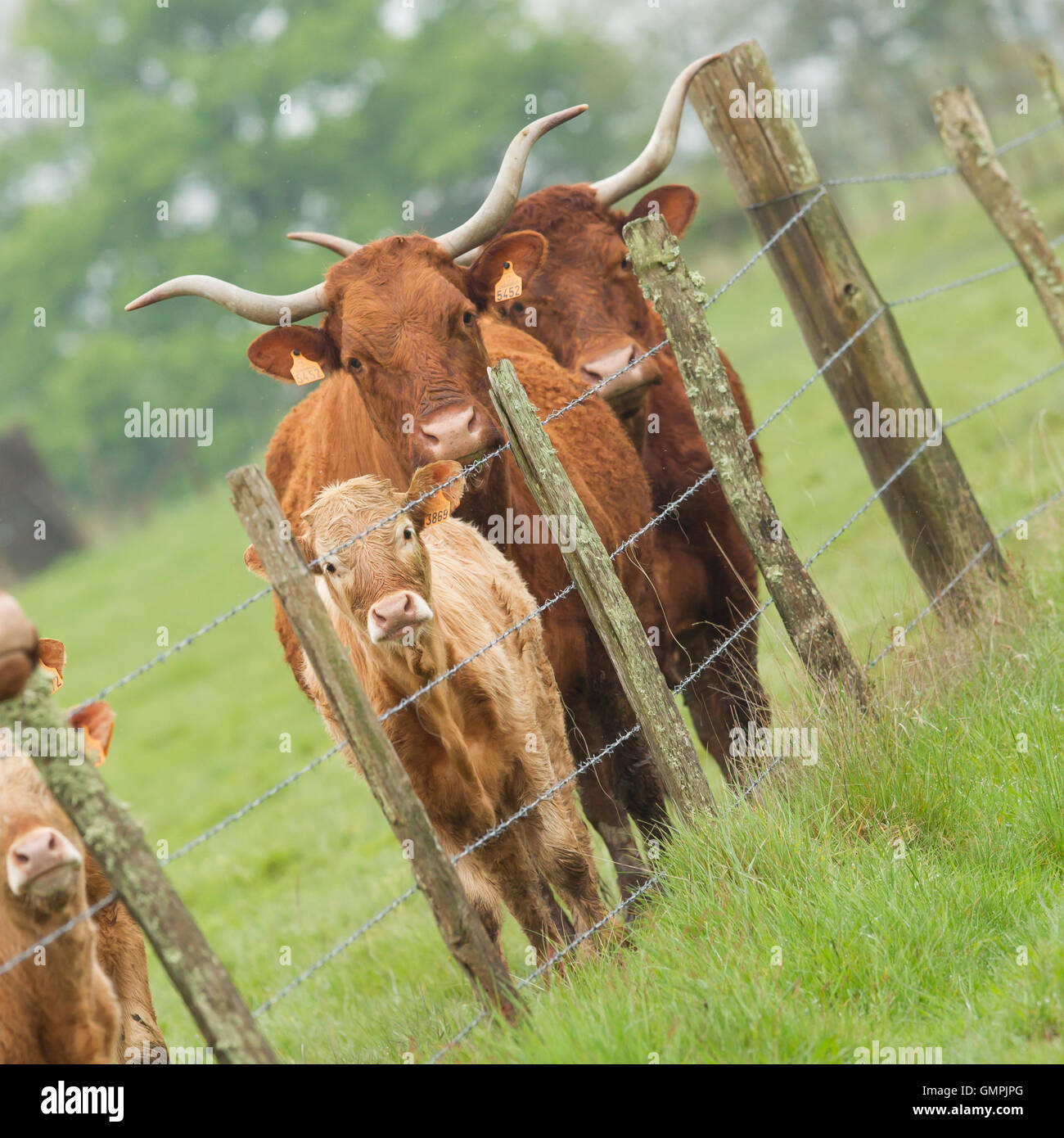 Red Angus steer in a field Stock Photo - Alamy