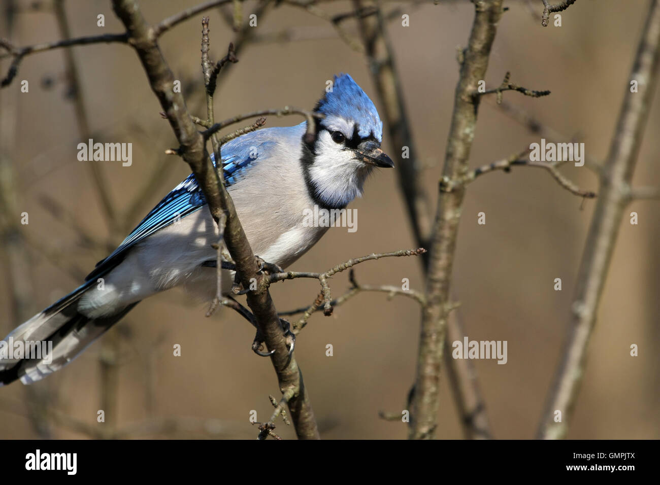 Bluejay Cyanocitta cristata Stock Photo - Alamy