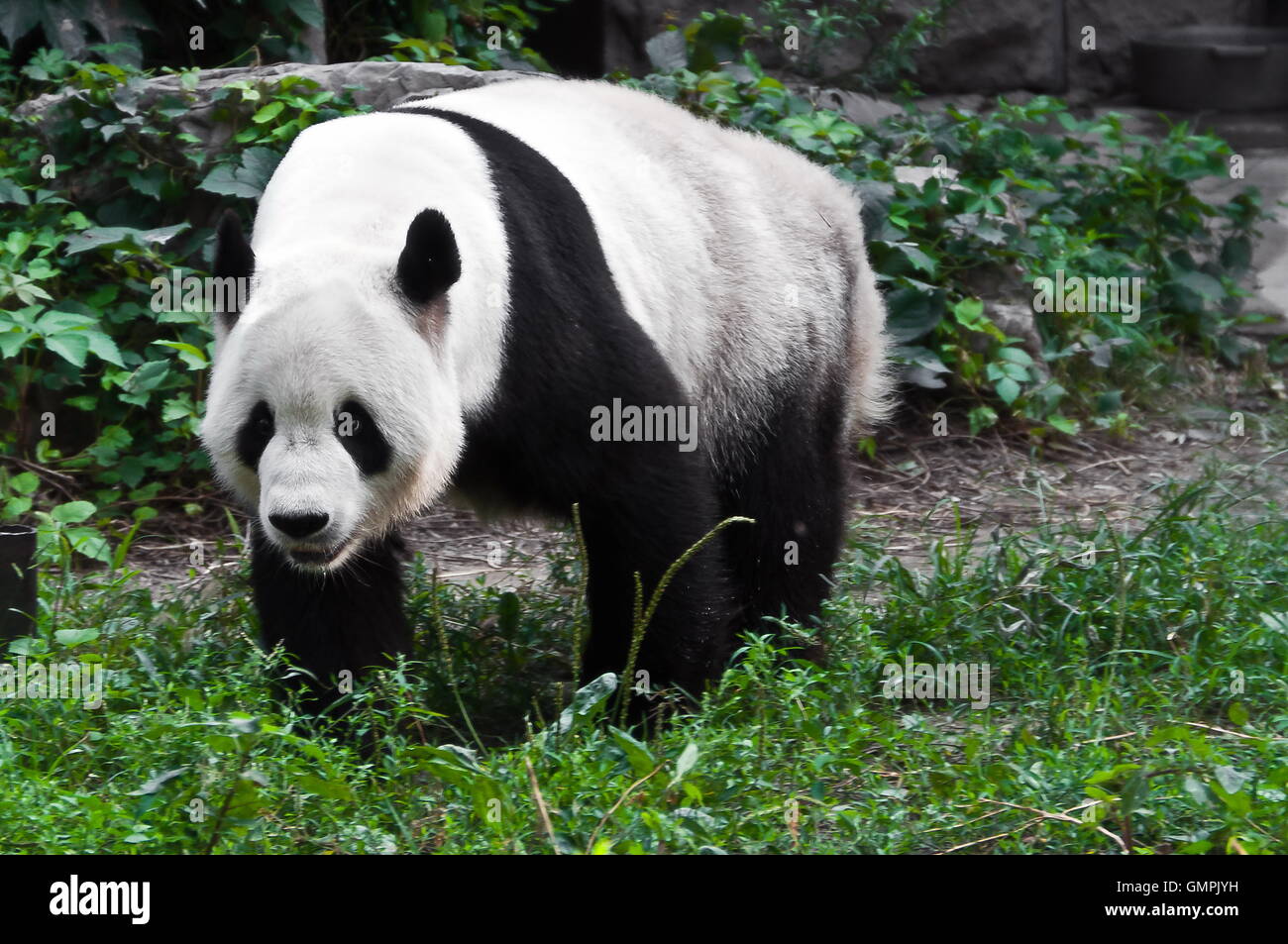 Panda in zoo park Stock Photo - Alamy