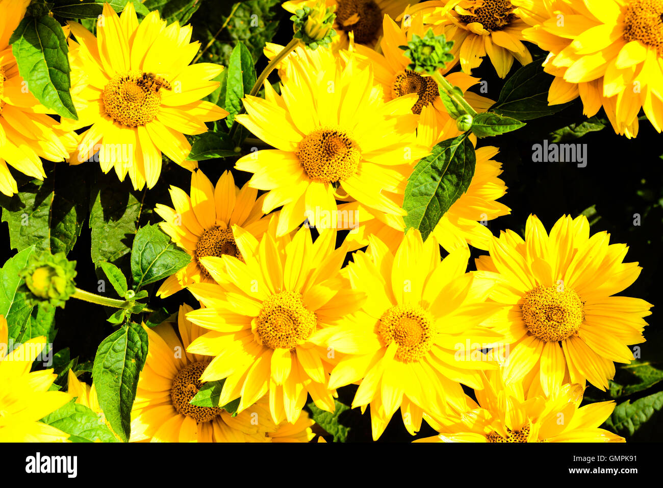 Bunch of bright yellow Heliopsis helianthoides cultivar (rough oxeye ...