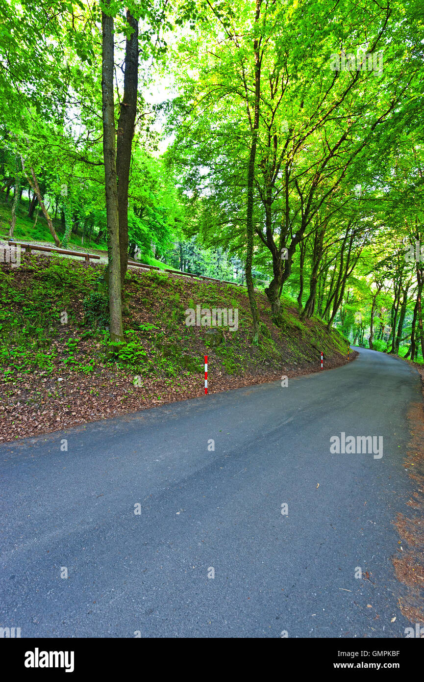 Road in Forest Stock Photo - Alamy