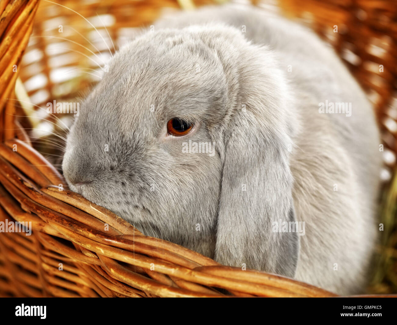 Lop earred rabbit hi-res stock photography and images - Alamy