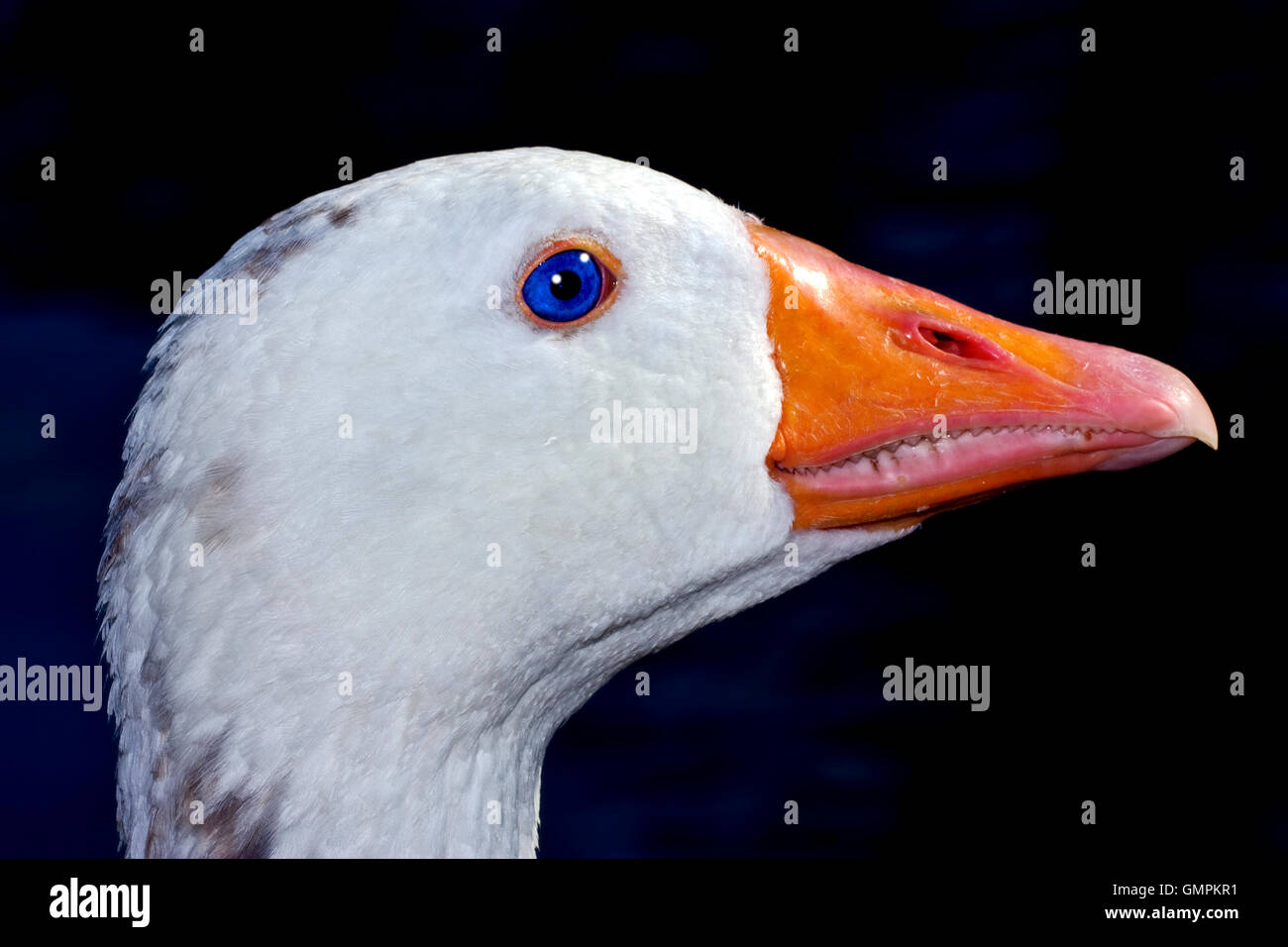 argentina duck Stock Photo - Alamy
