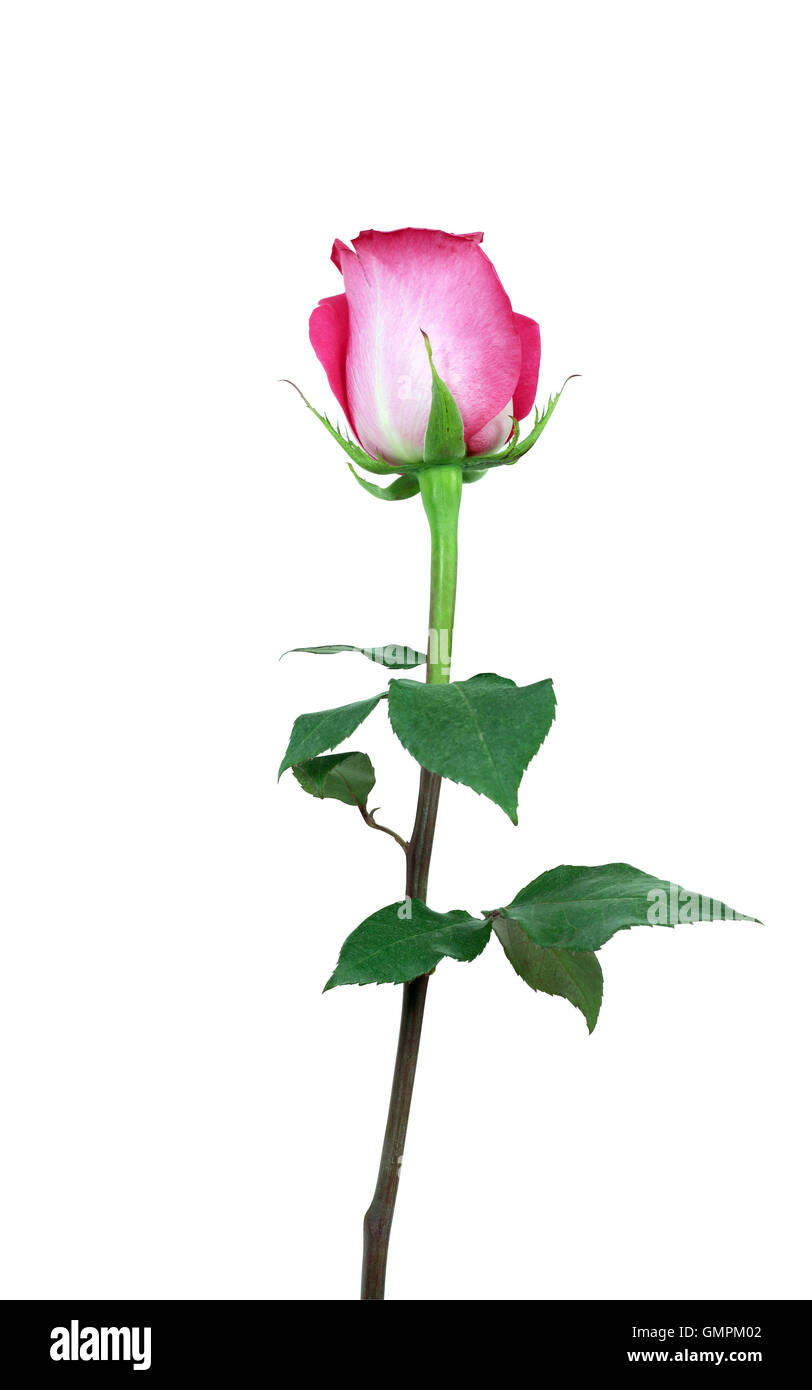 Rose gardening Cut Out Stock Images & Pictures - Alamy