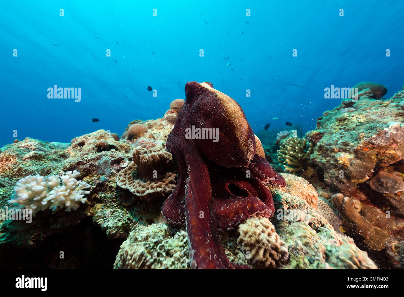 Reef octopus (octopus cyaneus) in the Red Sea Stock Photo - Alamy