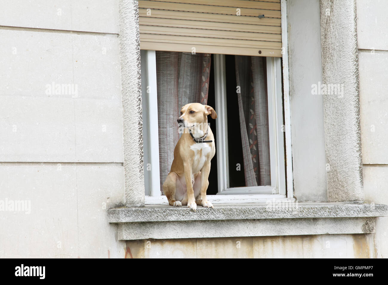 Shutter dog hi-res stock photography and images - Alamy