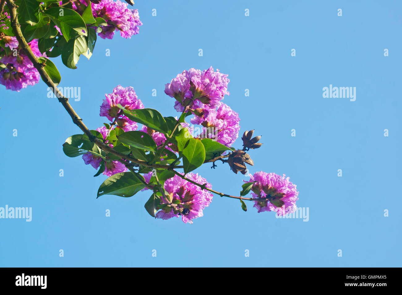 Crape myrtle flowers Stock Photo - Alamy
