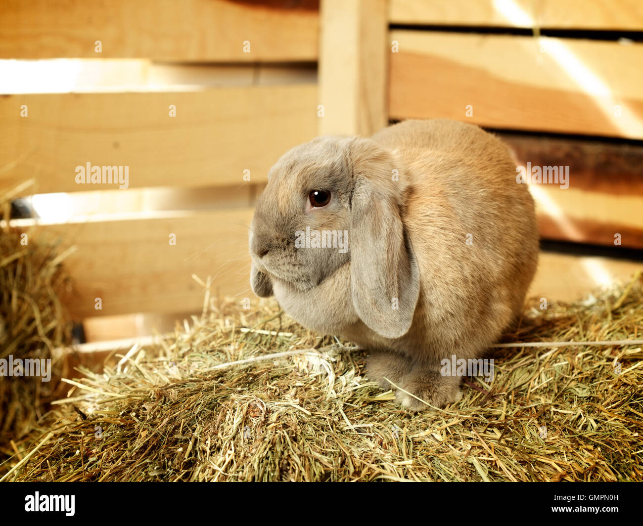 Earred animal hi-res stock photography and images - Alamy