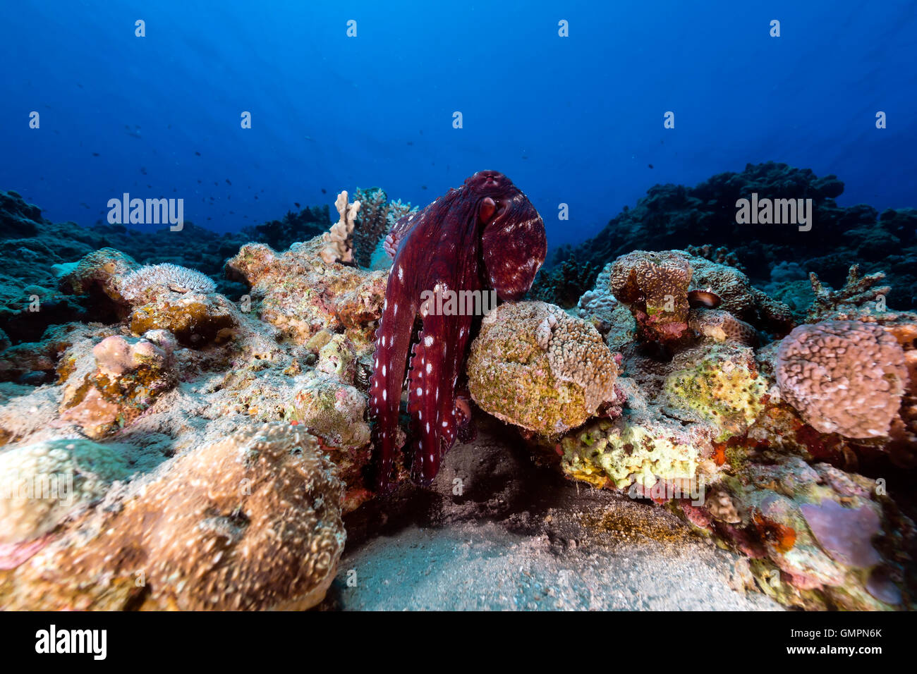 Reef octopus (octopus cyaneus) in the Red Sea Stock Photo - Alamy