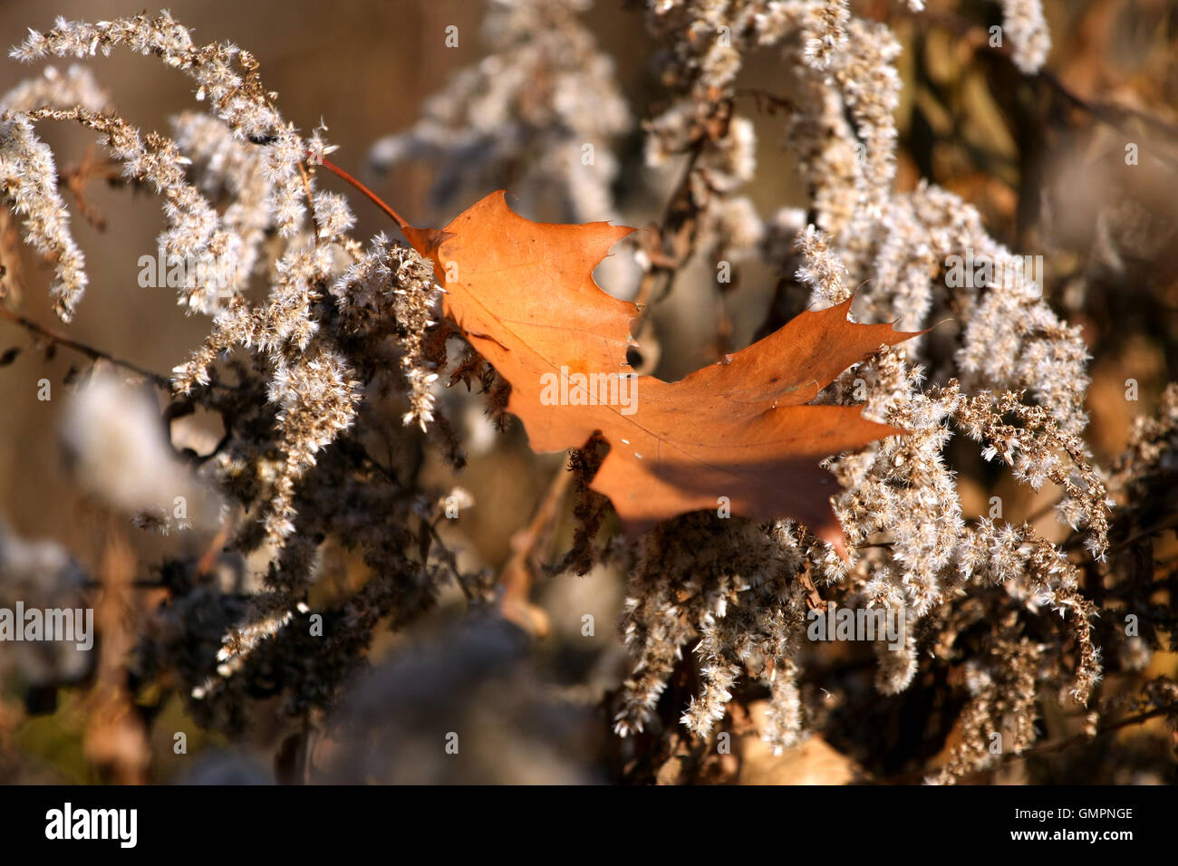 Fall Oak Leave Stock Photo - Alamy
