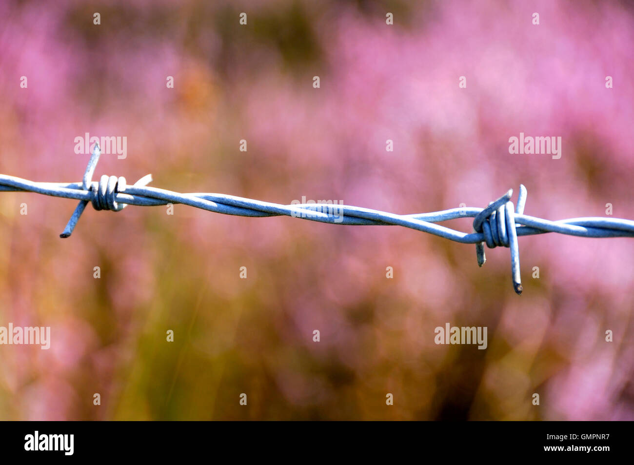 Thorny wire hi-res stock photography and images - Alamy