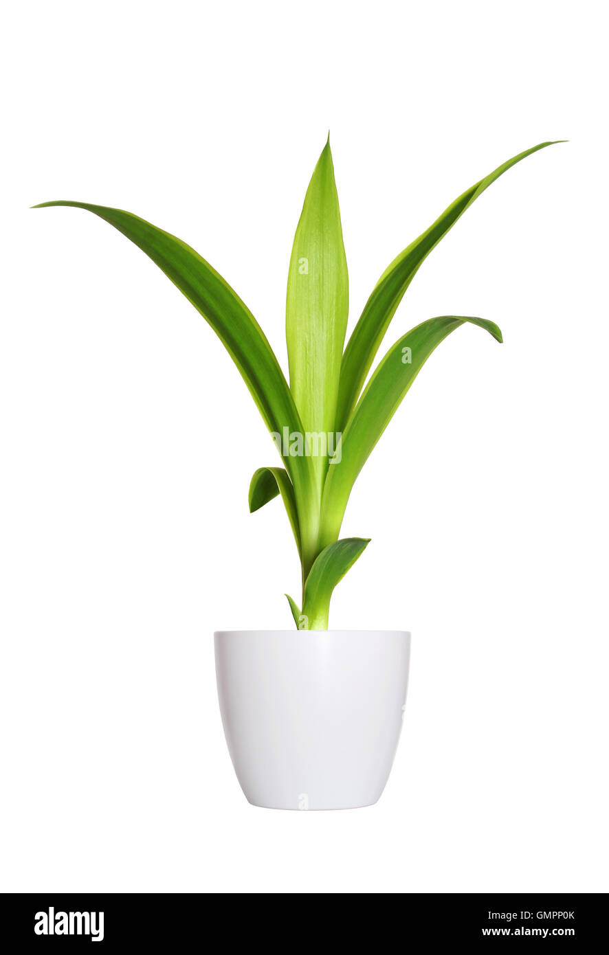 young sprout of Yucca a potted plant isolated over white Stock Photo ...