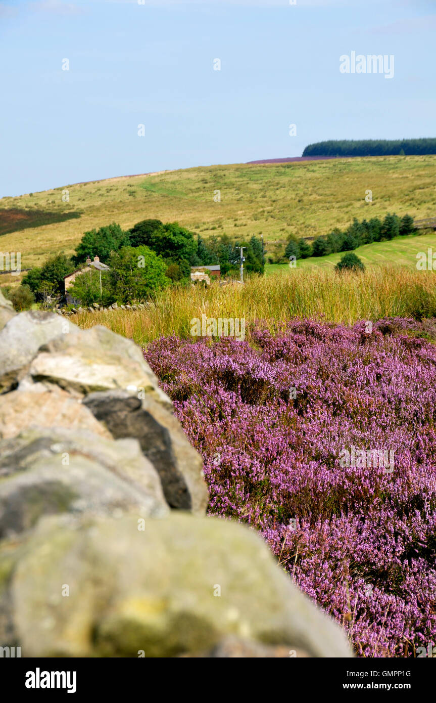 dry stone wall and pink heather in fields Stock Photo - Alamy
