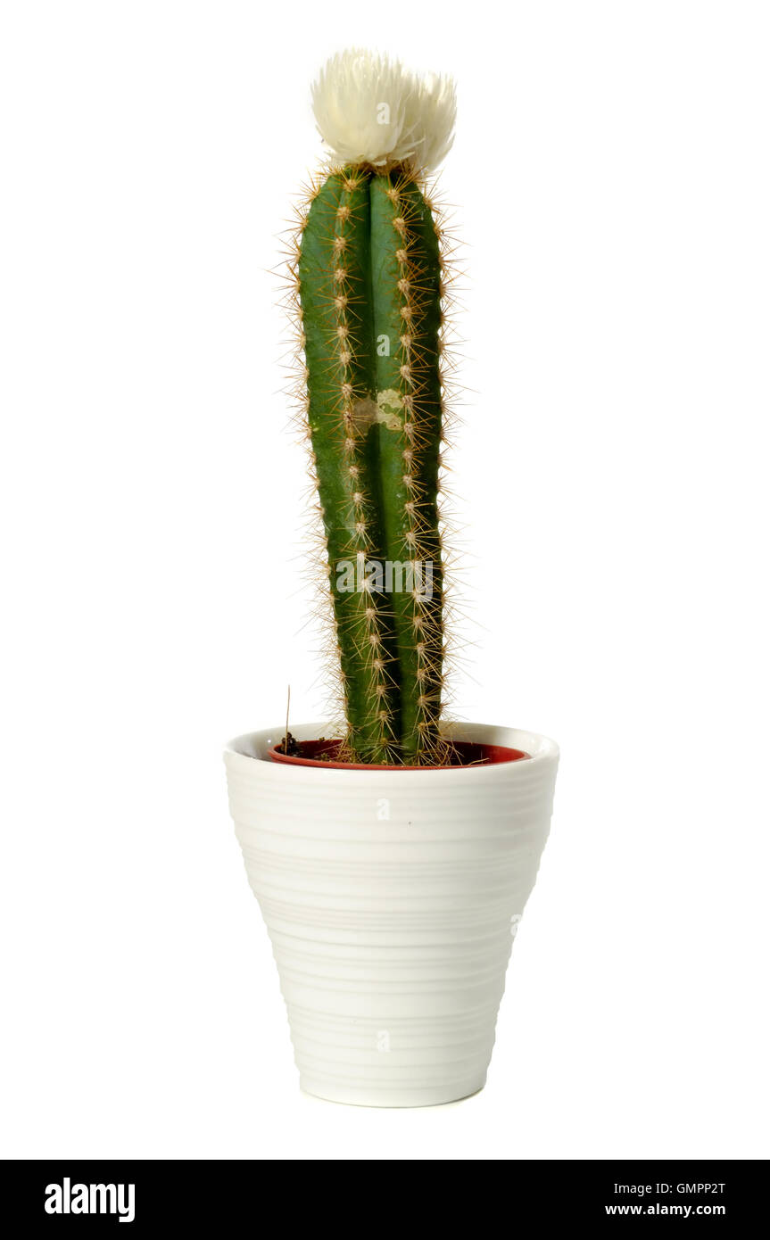 An exotic cactus leaf Cut Out Stock Images & Pictures - Alamy