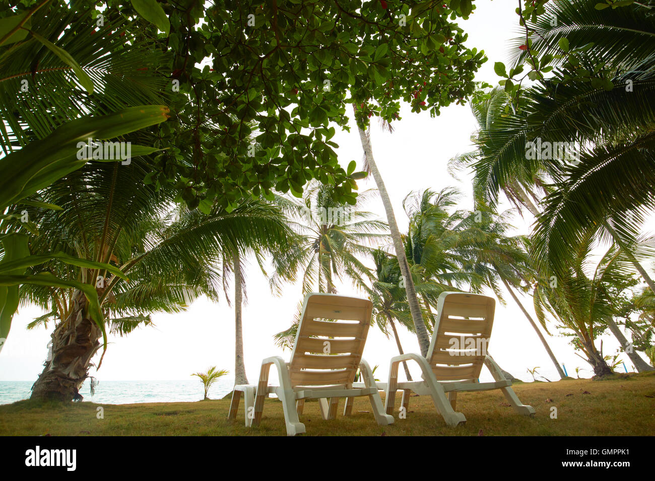 deck chairs under the palm trees Stock Photo - Alamy