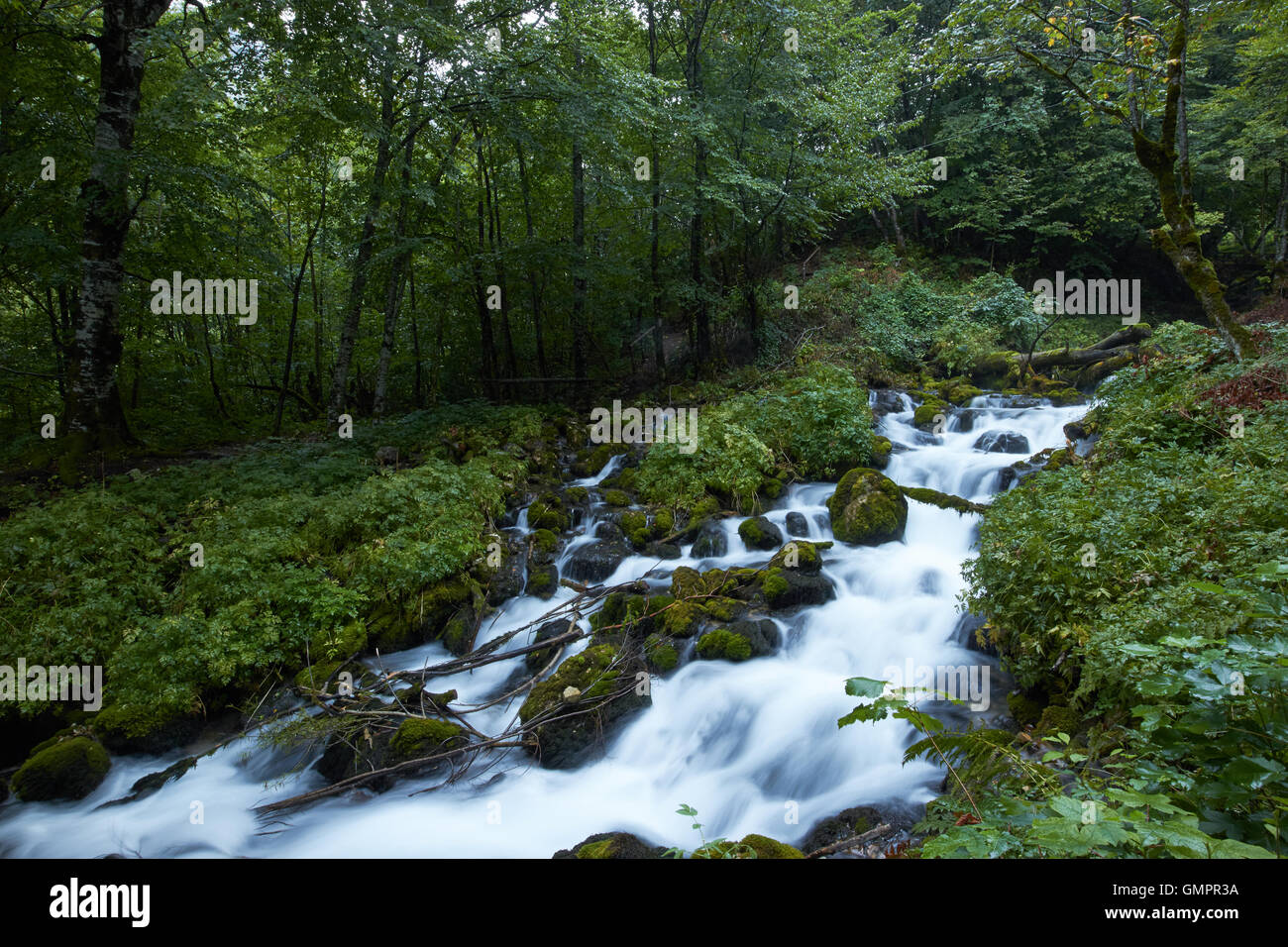 fast flowing rivers in the forests of Montenegro Stock Photo - Alamy