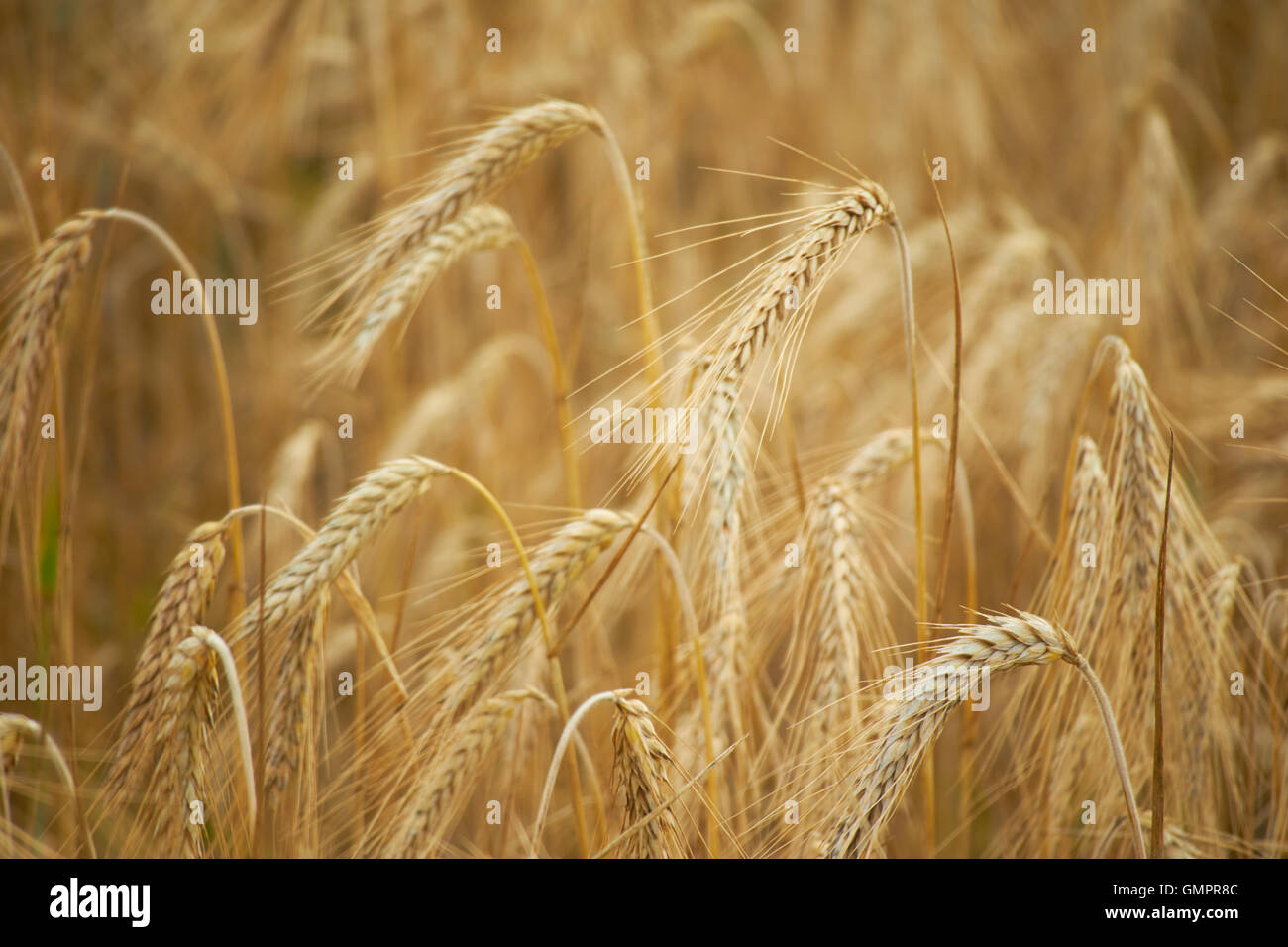 spikelets of wheat in the summer close-up Stock Photo - Alamy