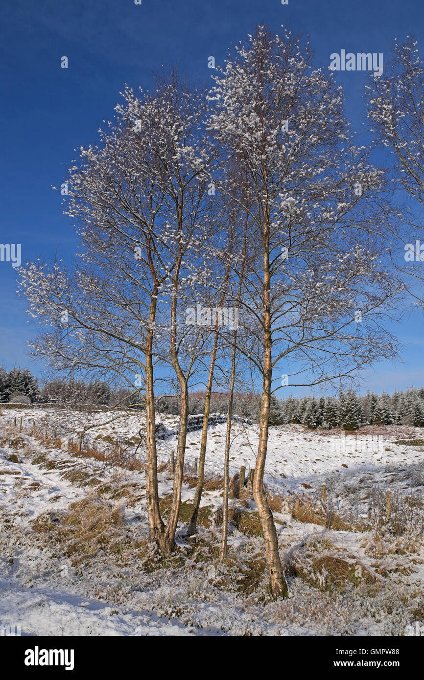 Five snow sprinkled silver birch trees (Betula pendula) on the edge of ...