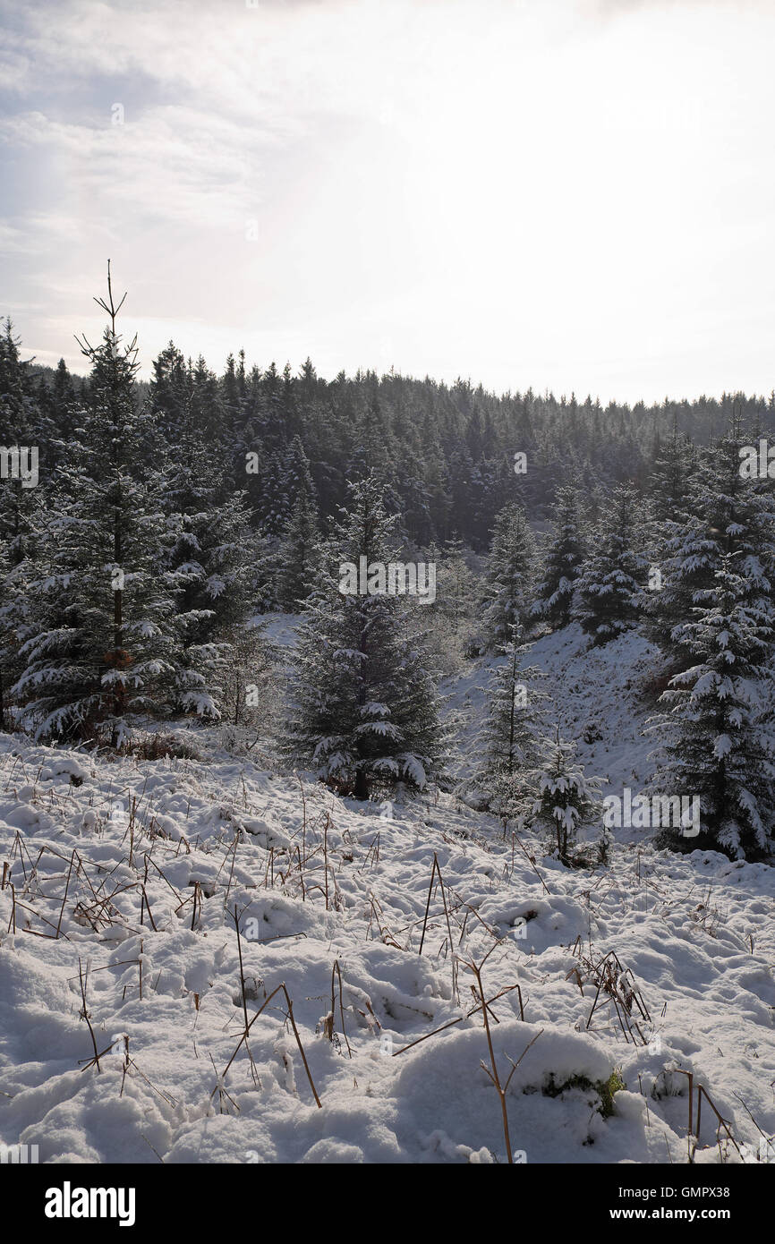 Snow scene northumberland uk hi-res stock photography and images - Alamy