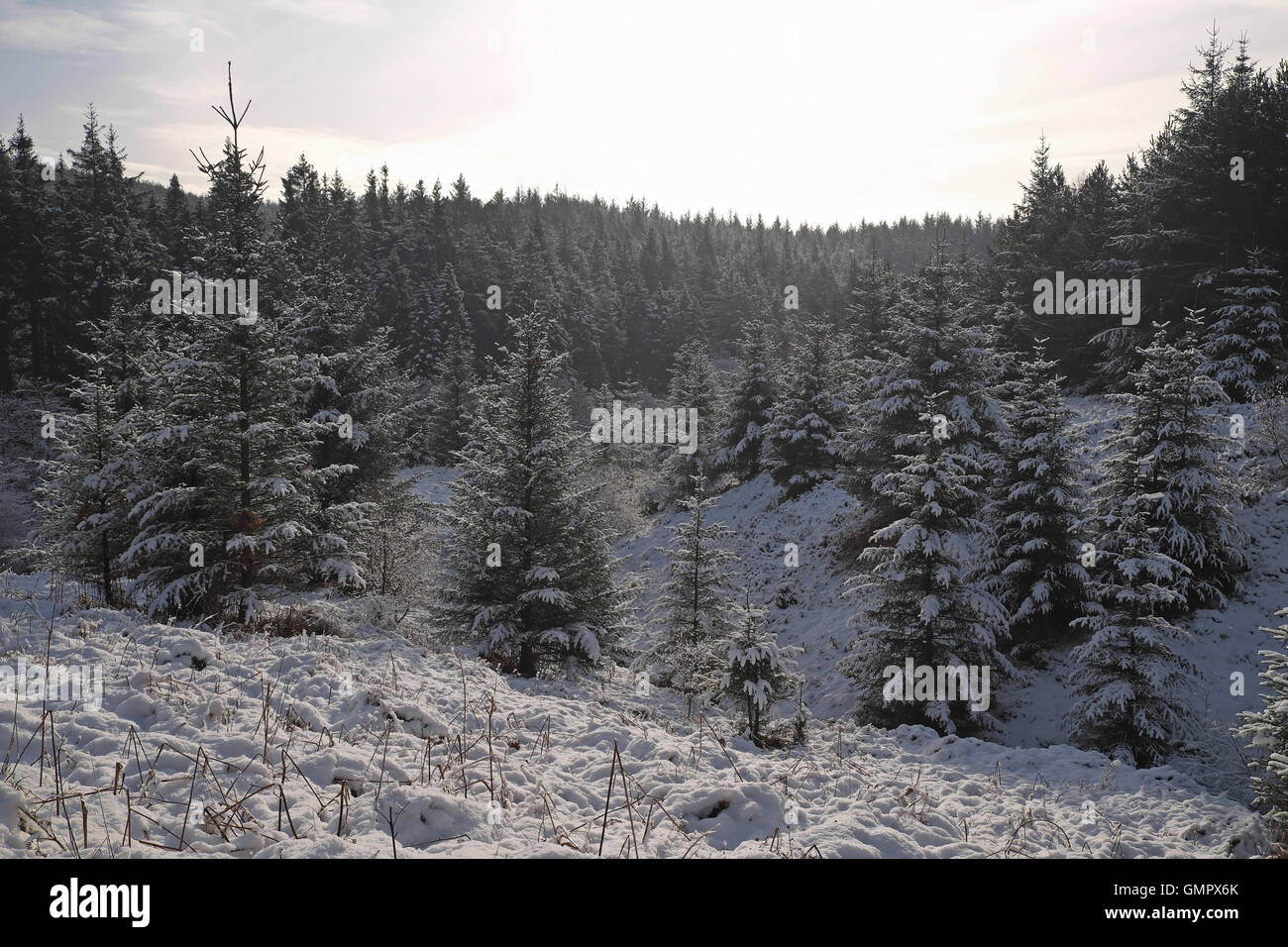 Kielder forest hi-res stock photography and images - Alamy