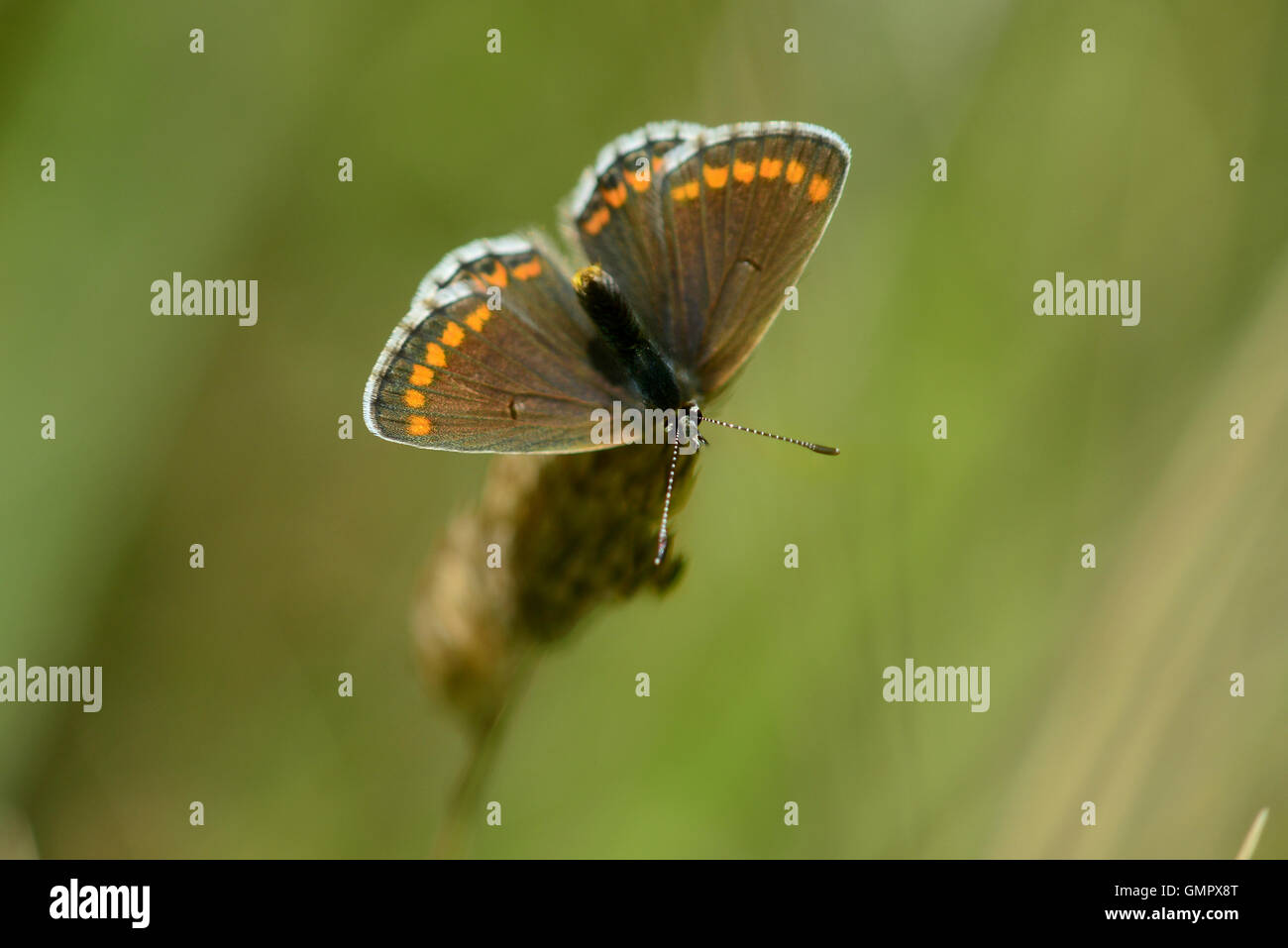 Brown argus butterfly at rest UK Stock Photo - Alamy