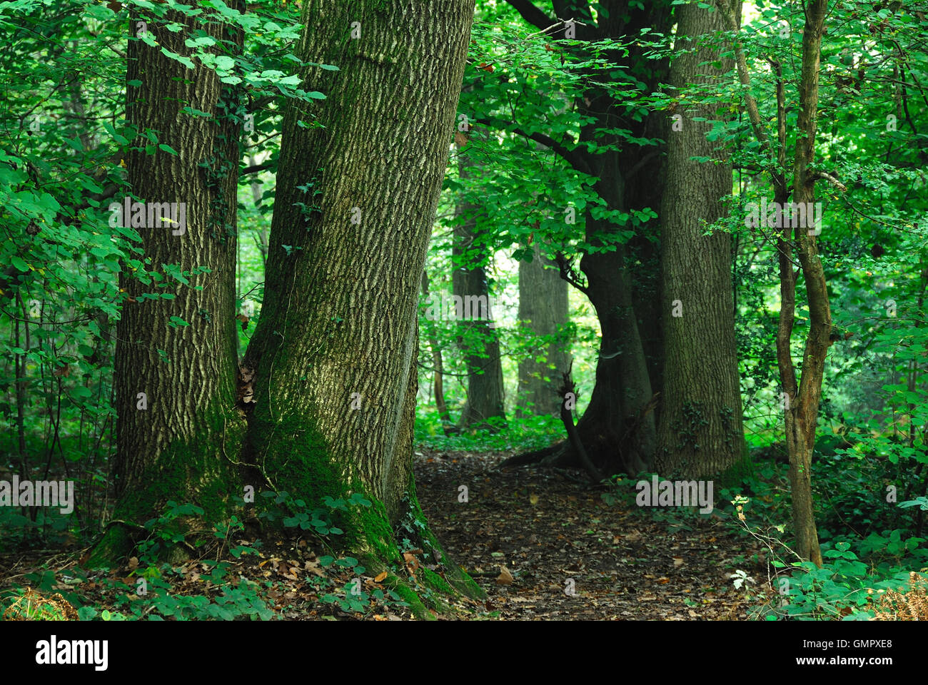 Mixed deciduous trees in Knight Wood, Hampshire, UK Stock Photo - Alamy
