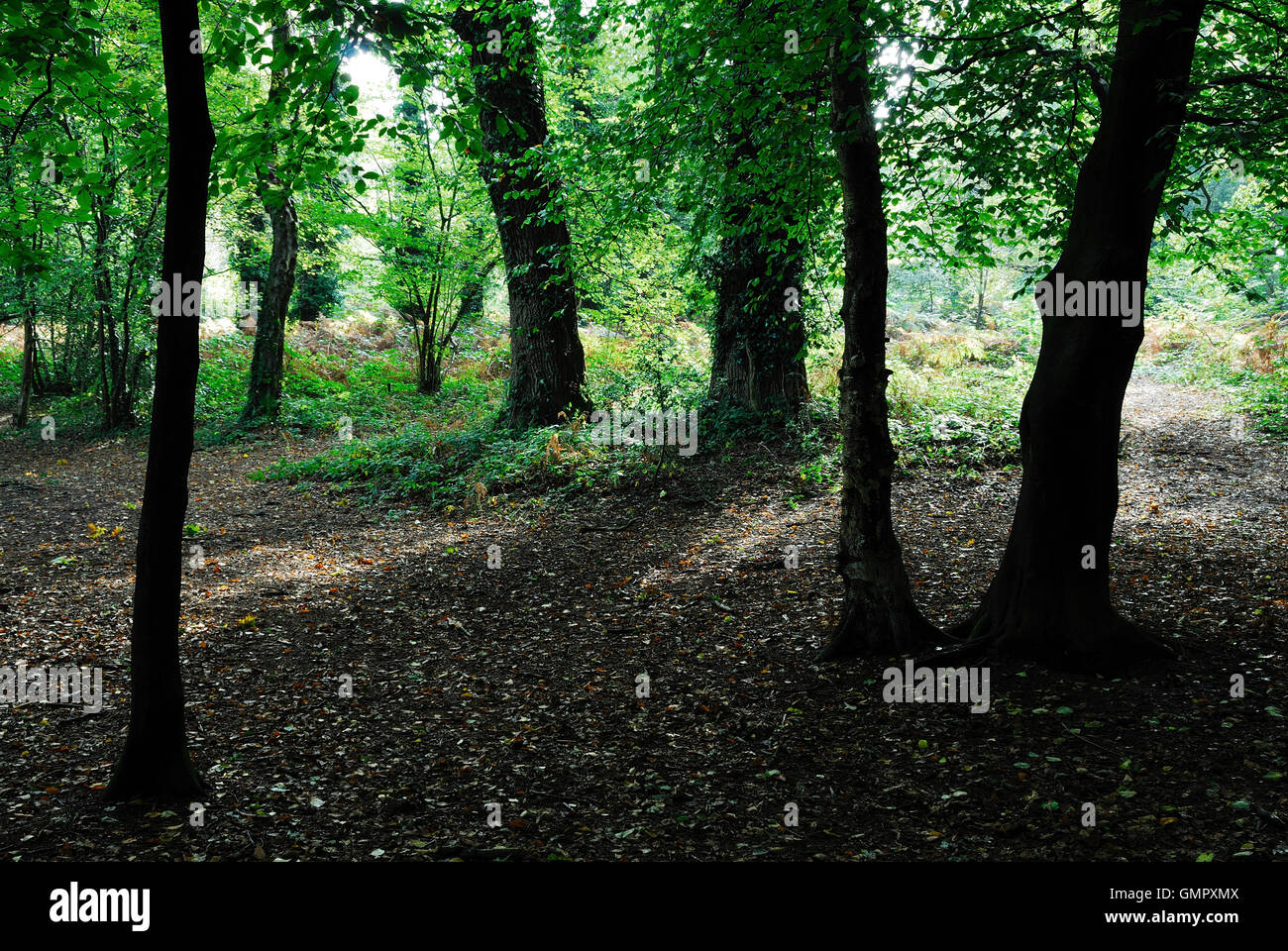 Knight wood hi-res stock photography and images - Alamy