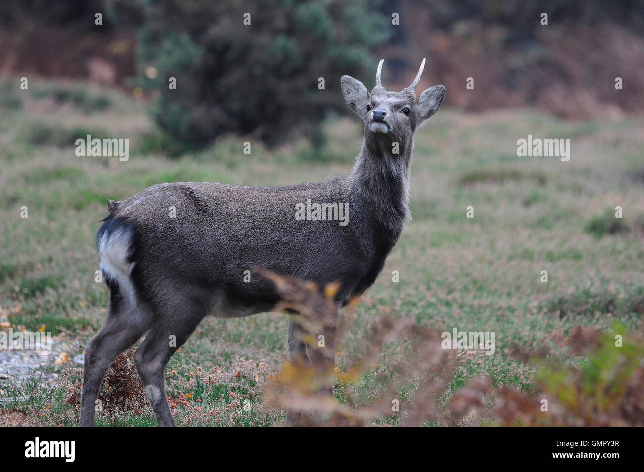 Pricket hi-res stock photography and images - Alamy
