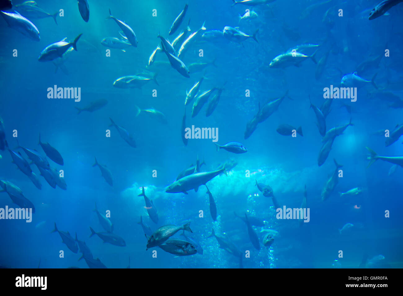 Largest indoor aquarium hi-res stock photography and images - Alamy