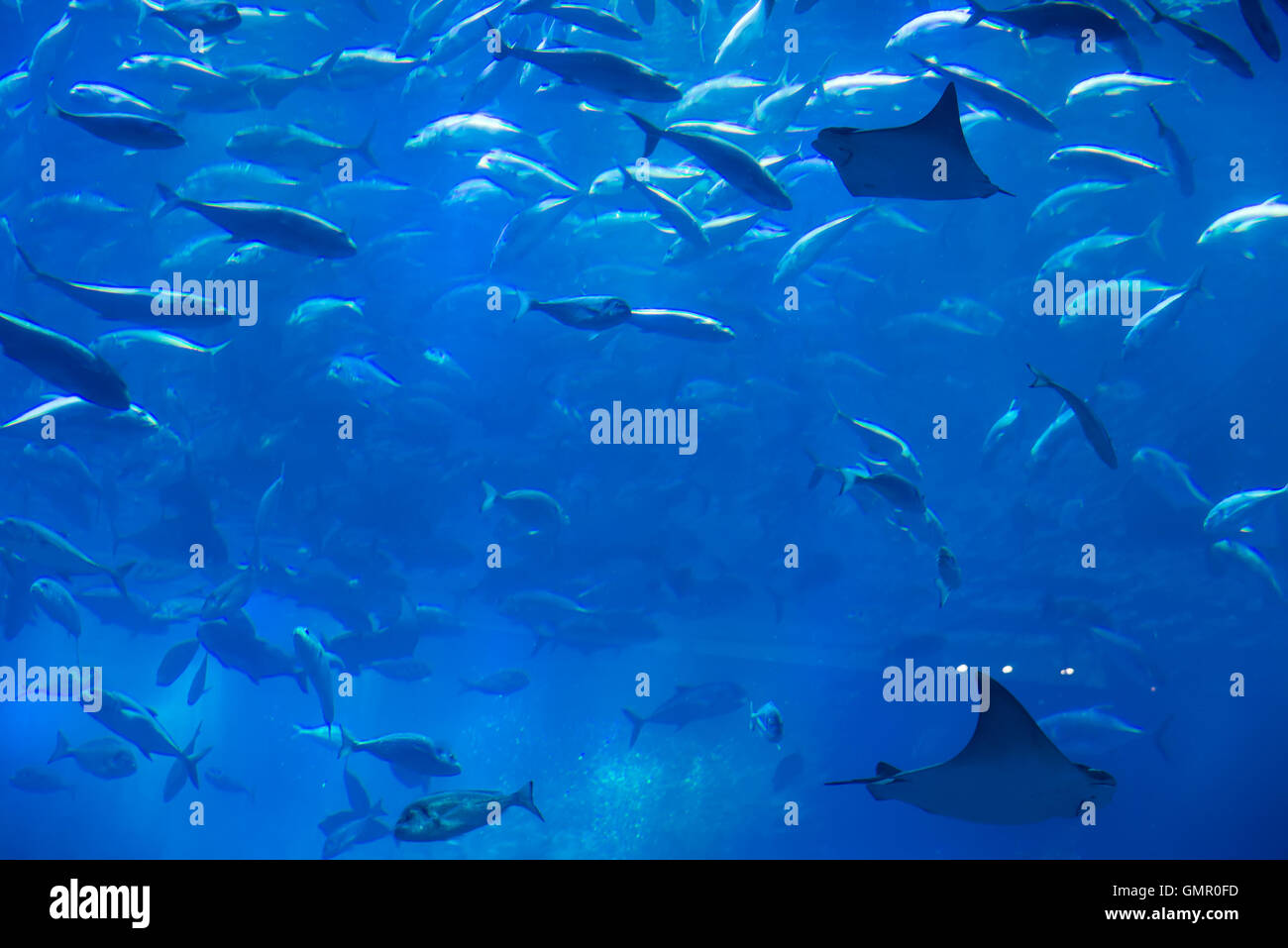 Largest indoor aquarium hi-res stock photography and images - Alamy