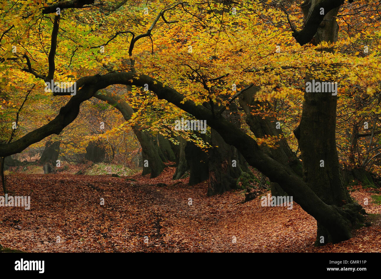 A line of gold beech trees in autumn UK Stock Photo - Alamy