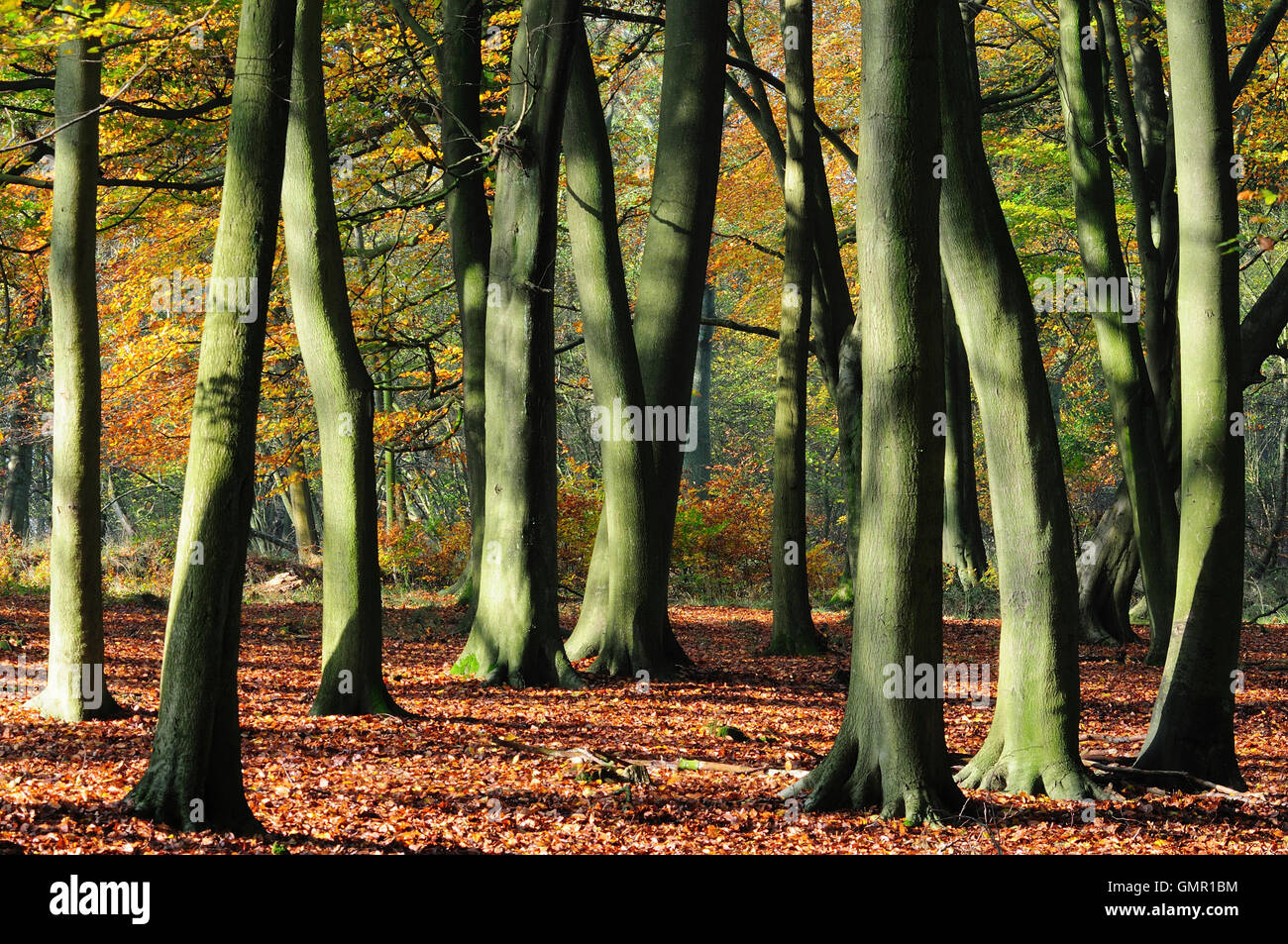 Beech trees in autumn UK Stock Photo - Alamy