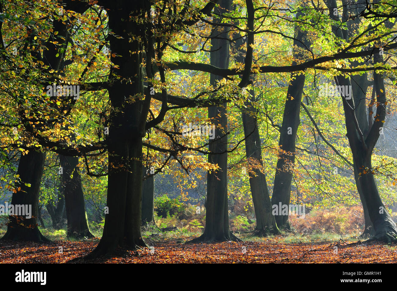 Beech trunks hi-res stock photography and images - Alamy