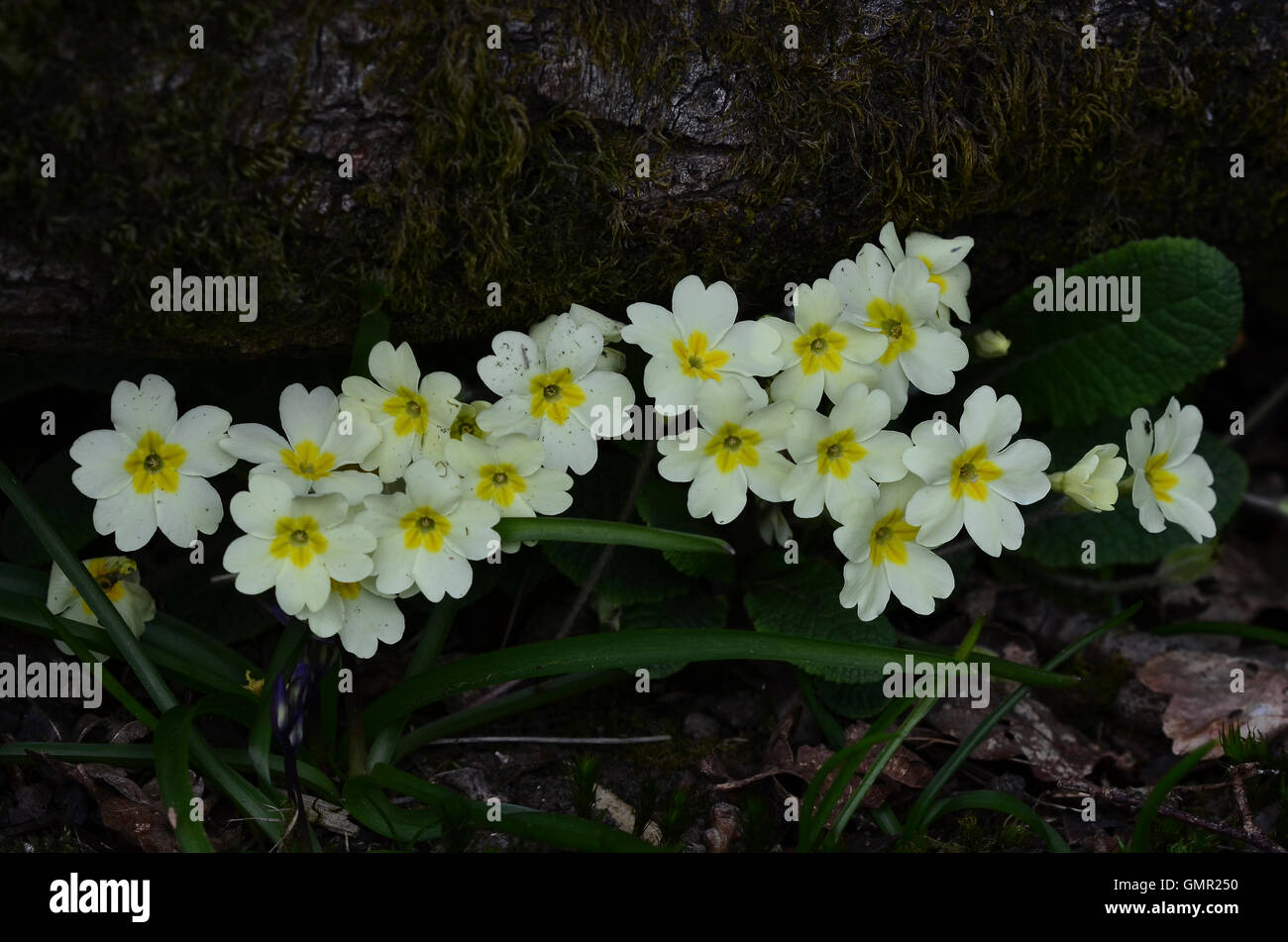 Wild primrose hi-res stock photography and images - Alamy