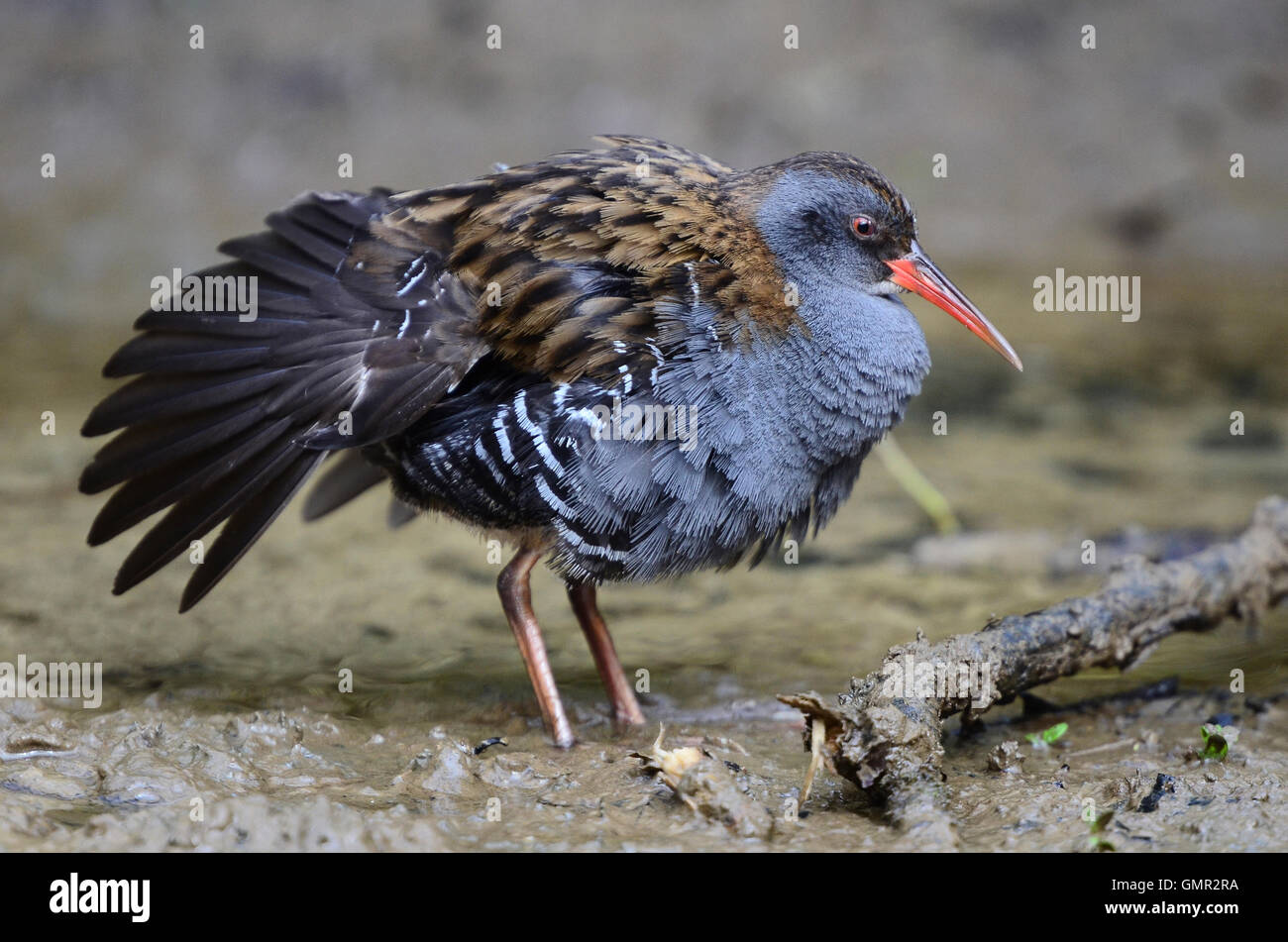 Stretching Wing High Resolution Stock Photography and Images - Alamy