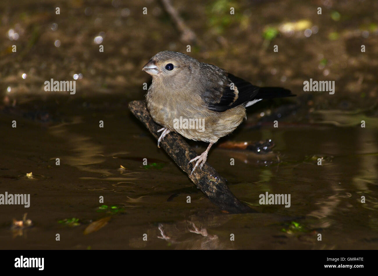 Bull finch hi-res stock photography and images - Alamy