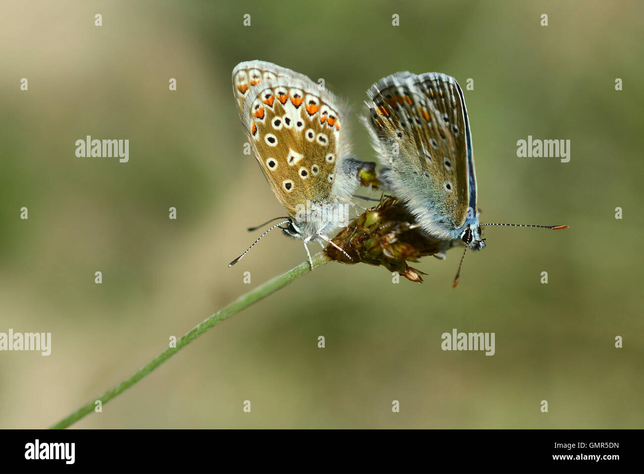 Common spots hi-res stock photography and images - Alamy
