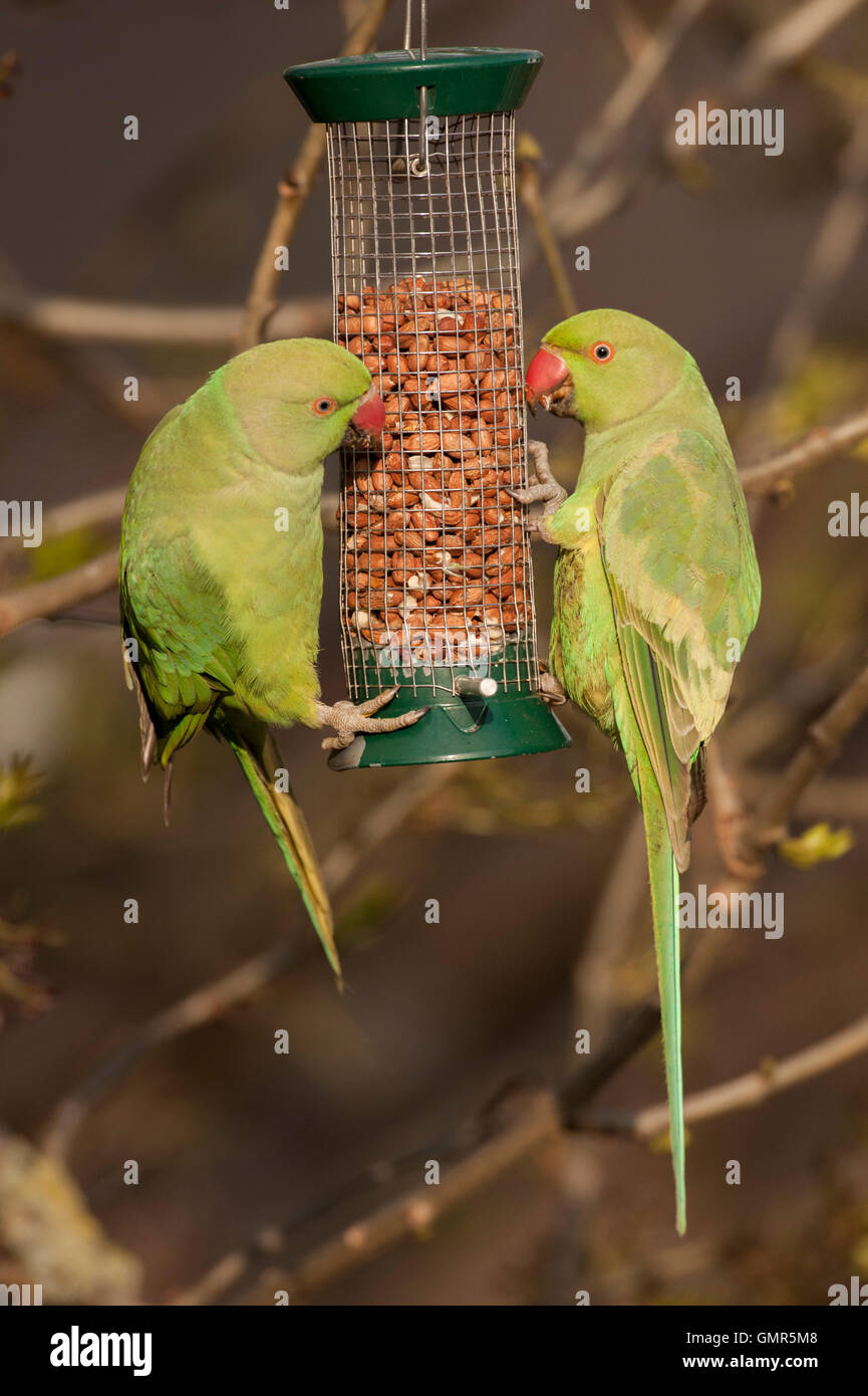 British garden birds feeders hi-res stock photography and images - Alamy