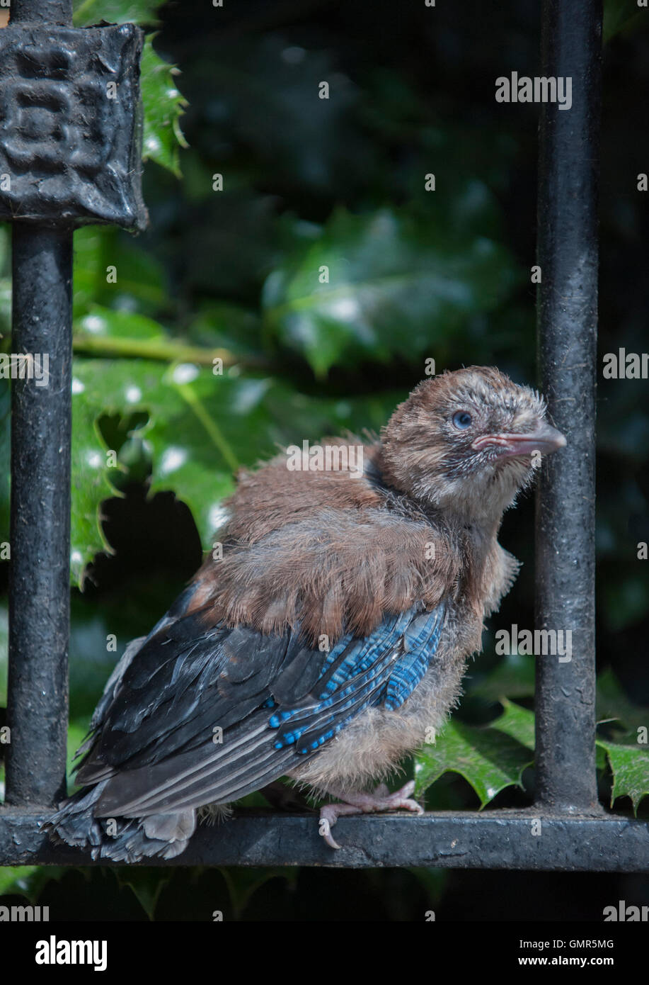 Jay fledgling hi-res stock photography and images - Alamy