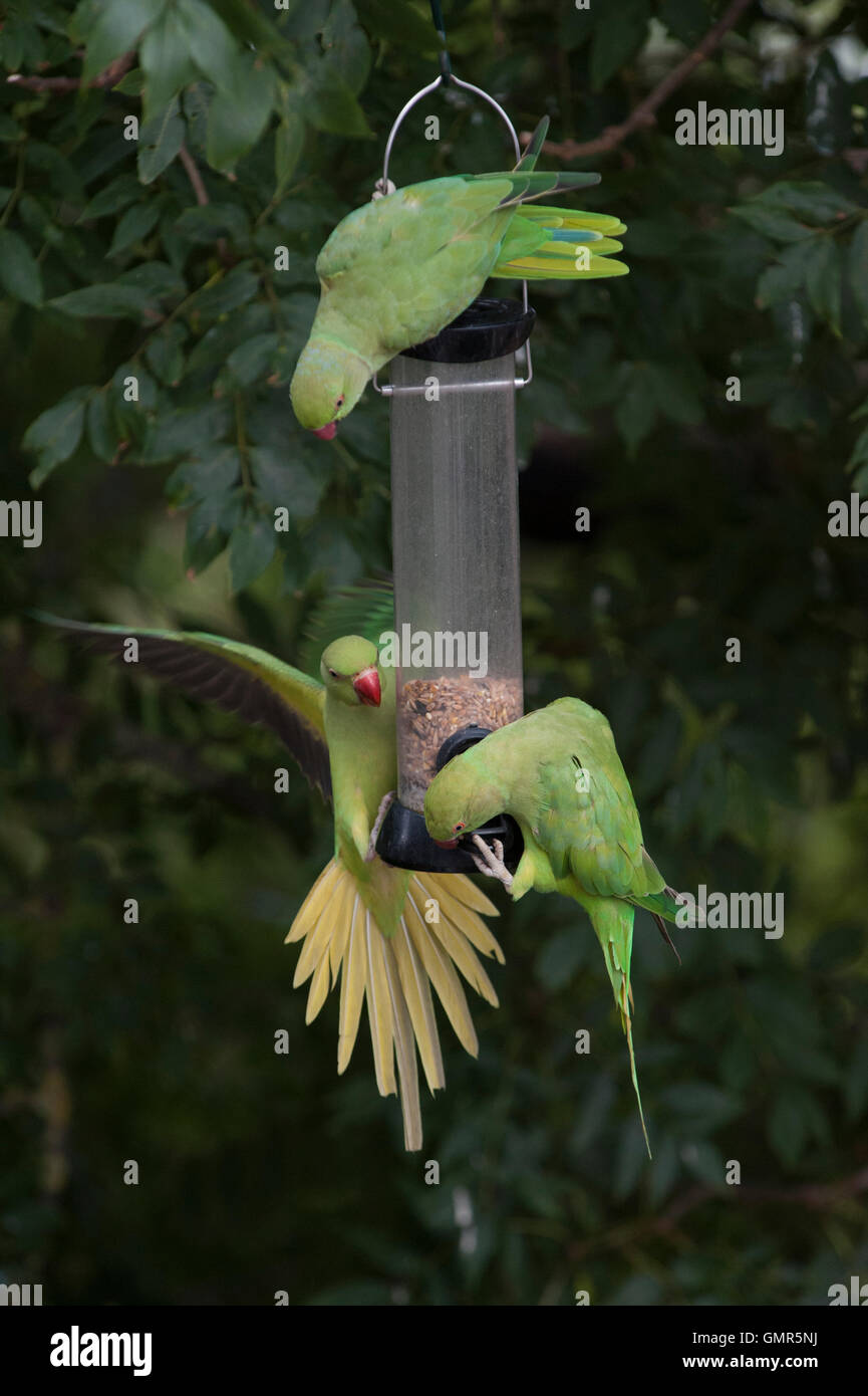 Ring-necked Parakeets, (Psittacula krameri), on garden bird feeders ...