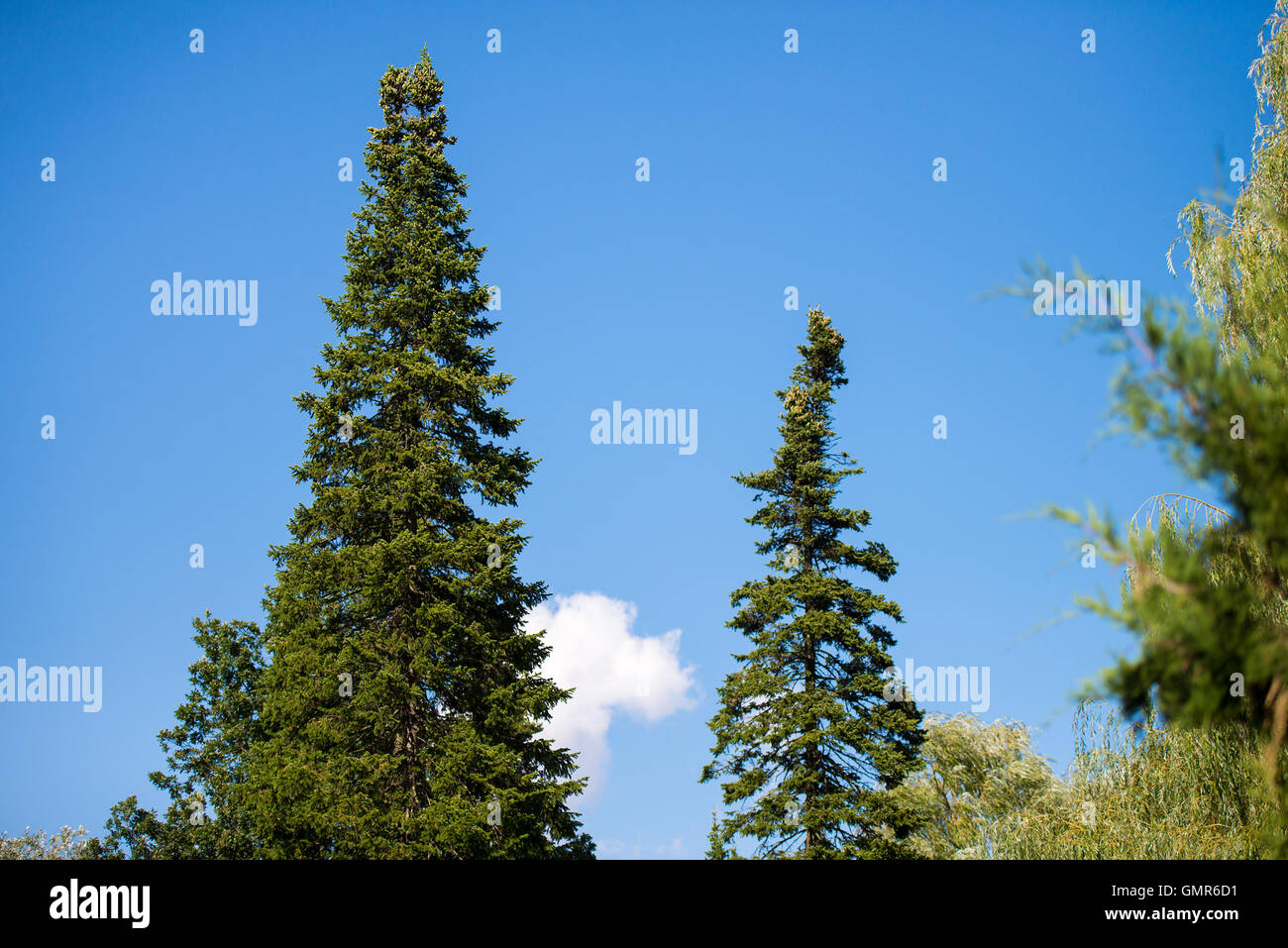 Edge of nature hi-res stock photography and images - Alamy