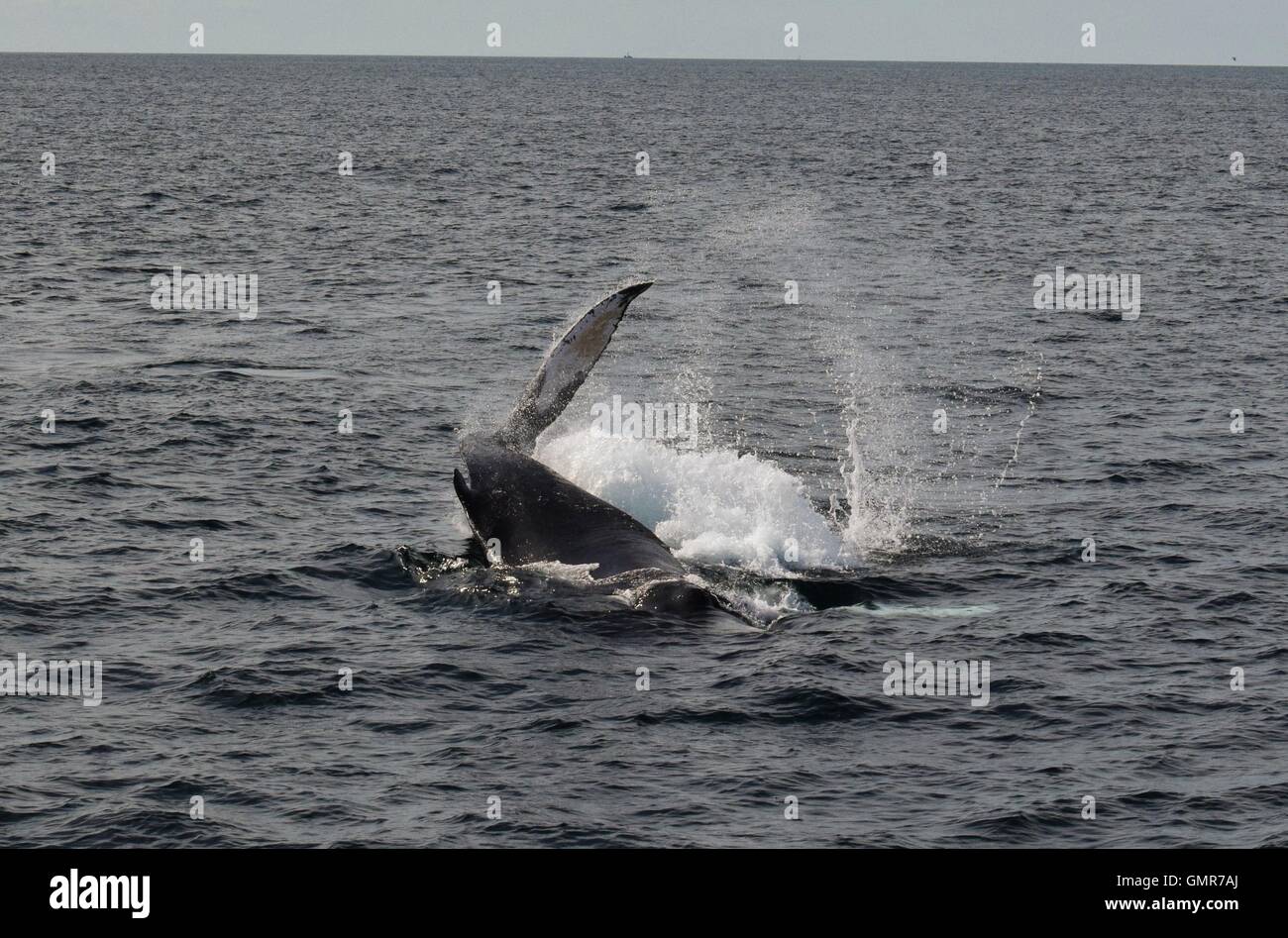 Humpback whales off the coast of Massachusetts, pectoral slapping ...