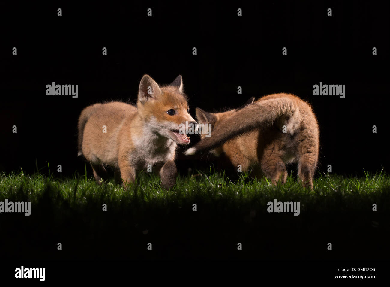 Playing fox cubs hi-res stock photography and images - Alamy