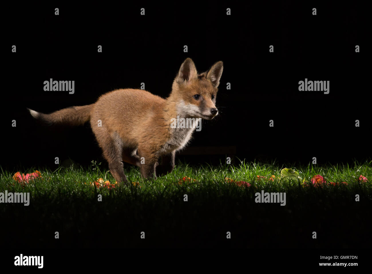 Uk night time garden hi-res stock photography and images - Alamy