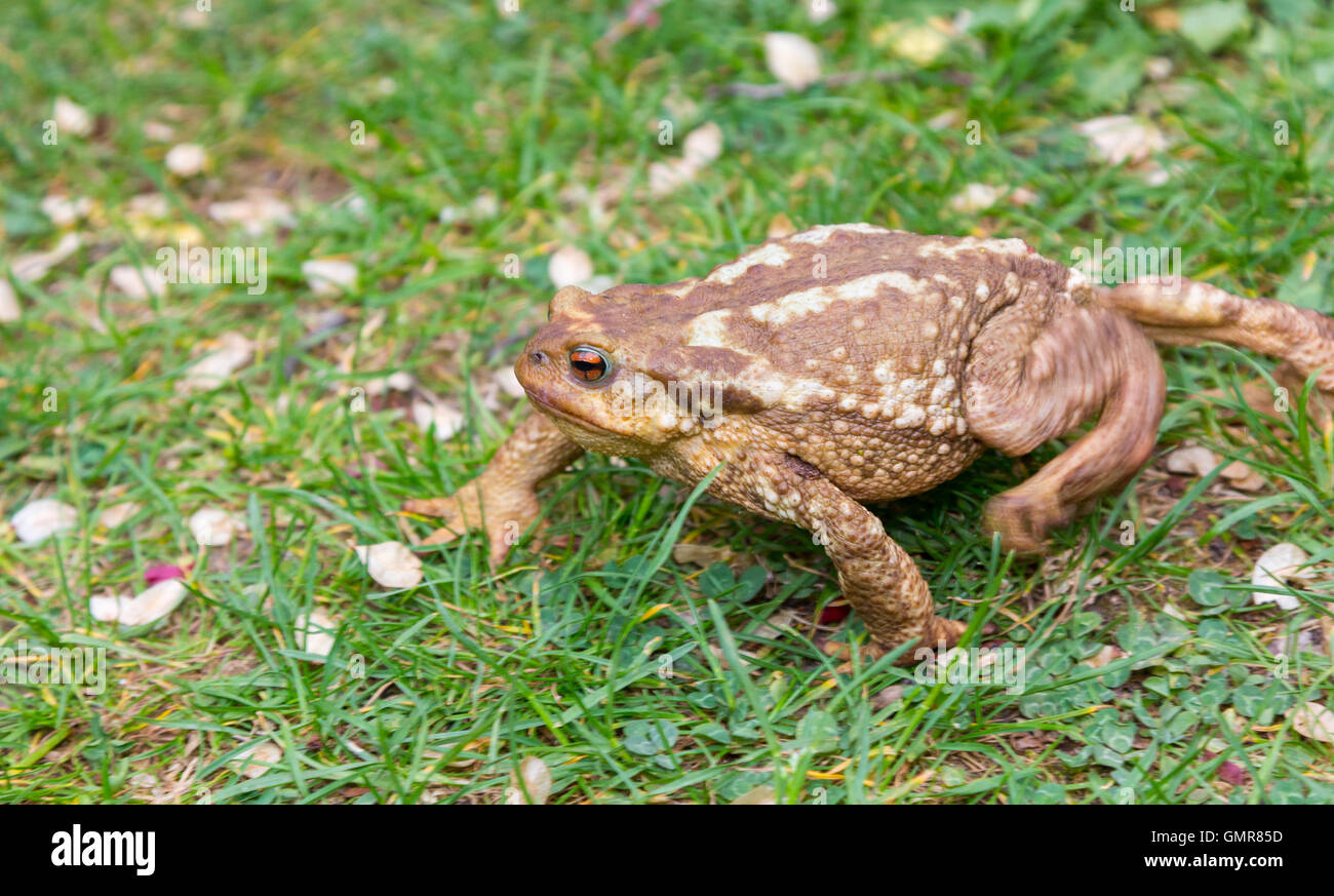 common toad (Bufo bufo) in the grass Stock Photo - Alamy