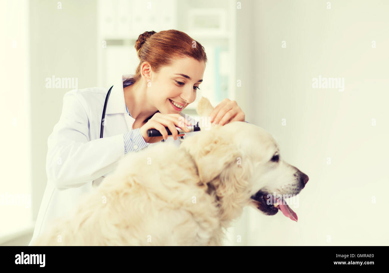 Doctor dog hi-res stock photography and images - Alamy