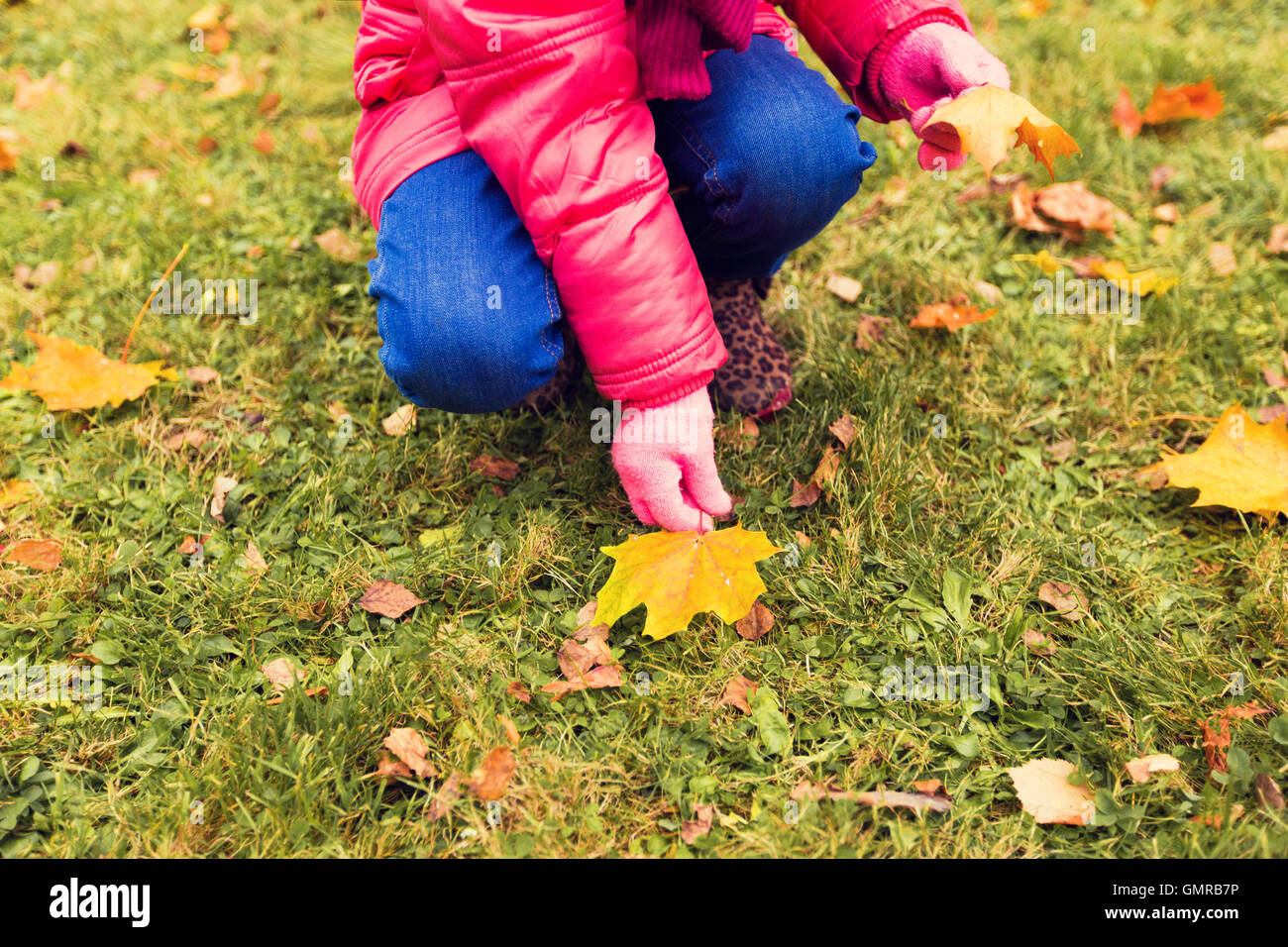 close up of little girl collecting autumn leaves Stock Photo - Alamy