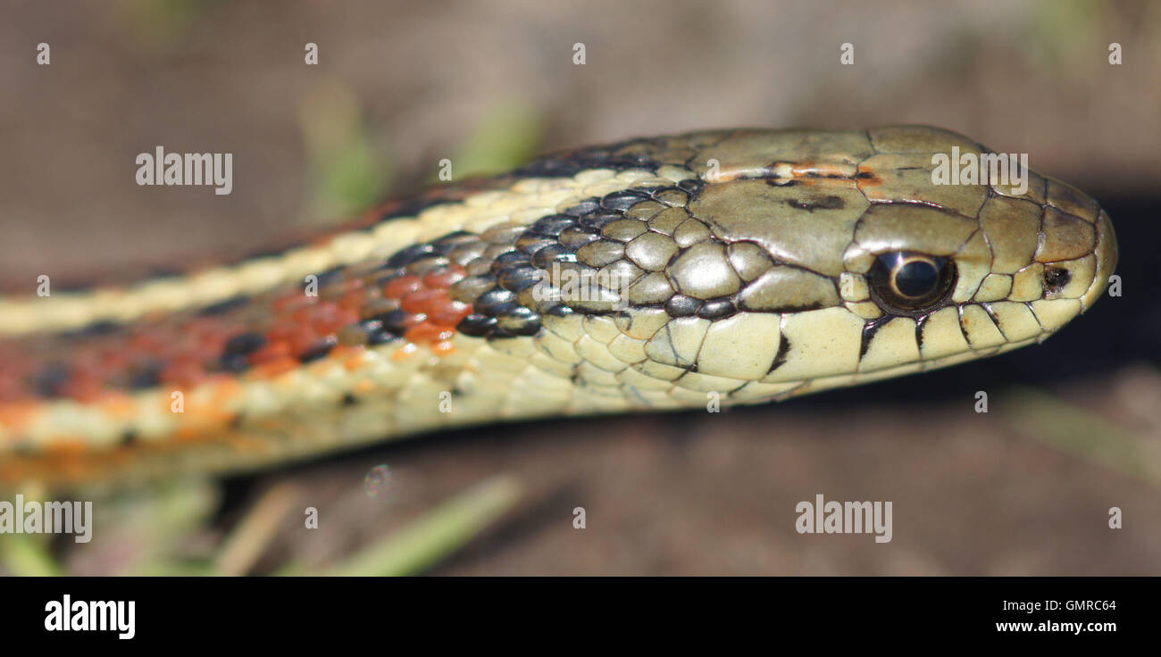Coast Garter snake (Thamnophis elegans terrestris) headshot Stock Photo ...