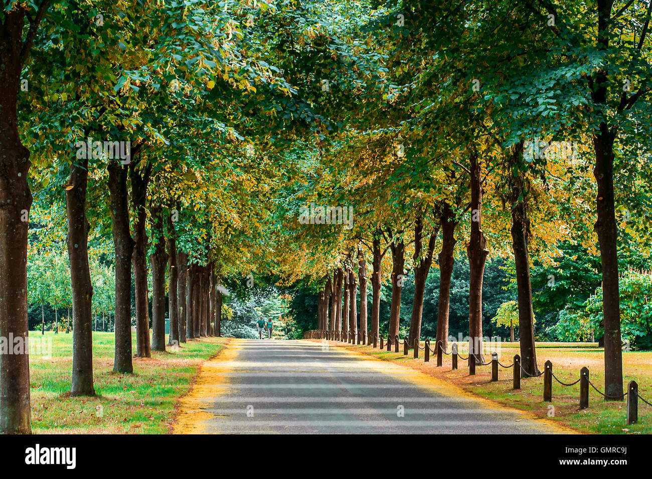 Scenic walk through the forest in autumn Stock Photo - Alamy